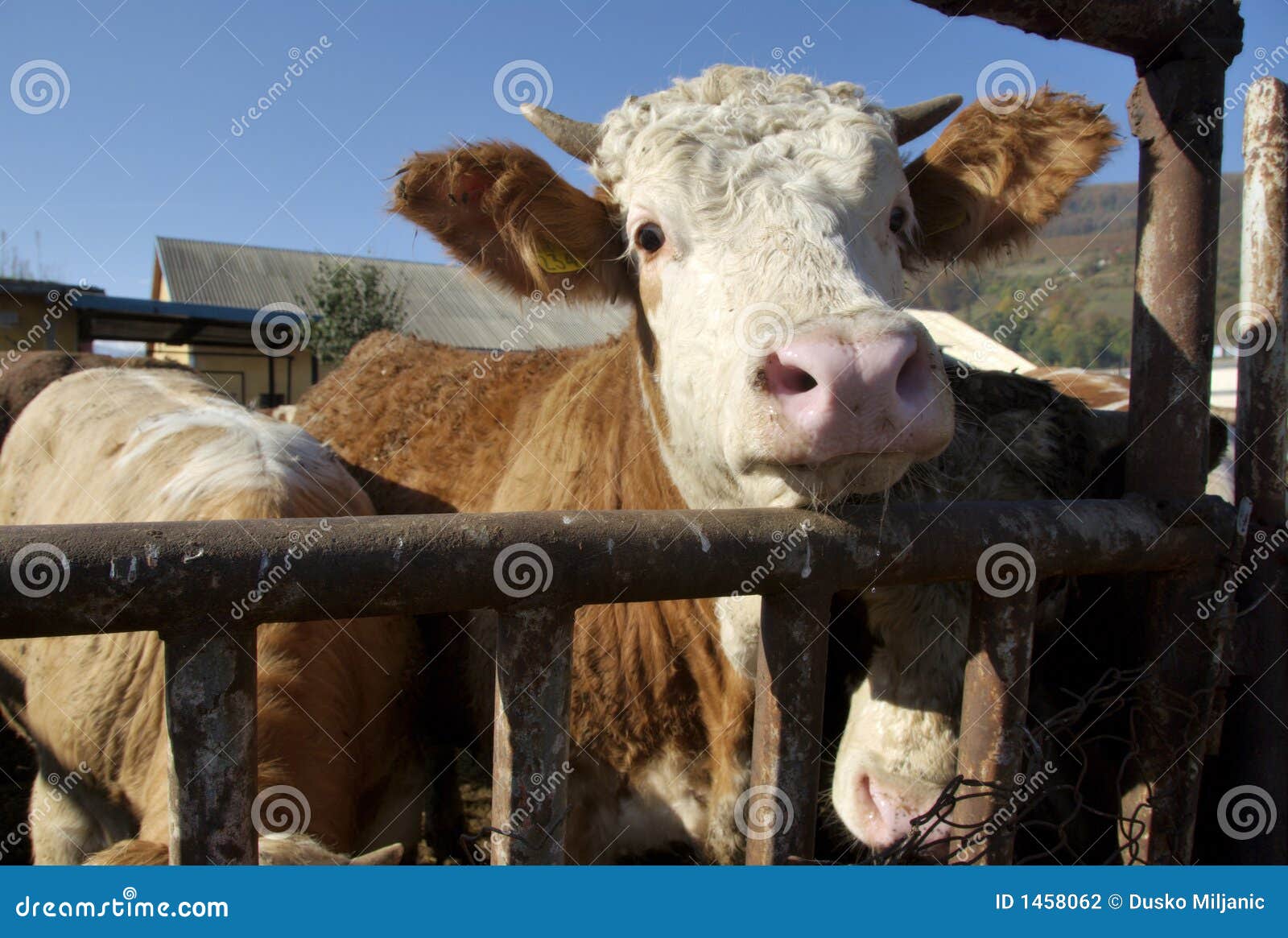 Caw 2 stock photo. Image of livestock, environment, rural - 1458062