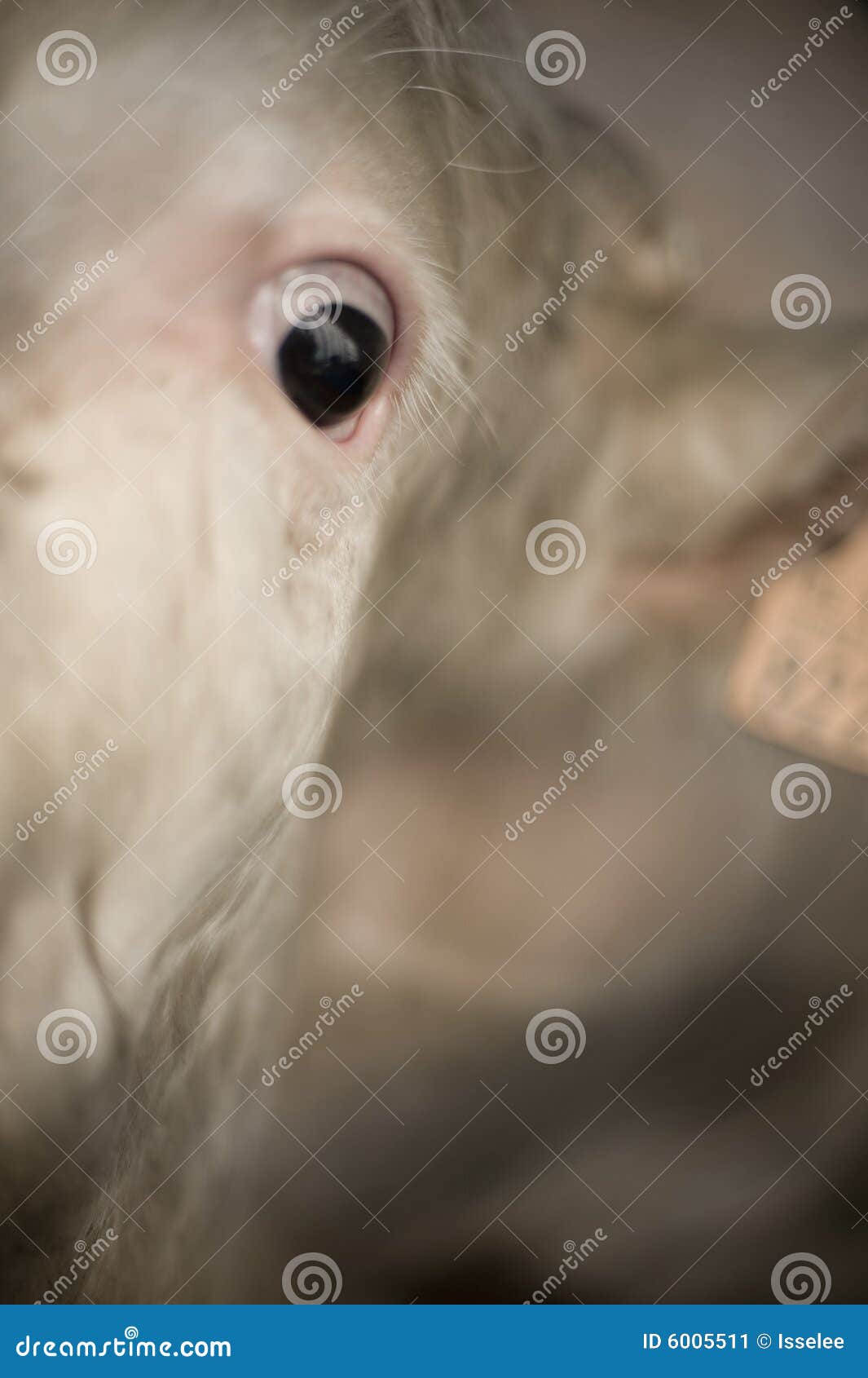 Caw stock image. Image of cowhide, livestock, fear, texture - 6005511