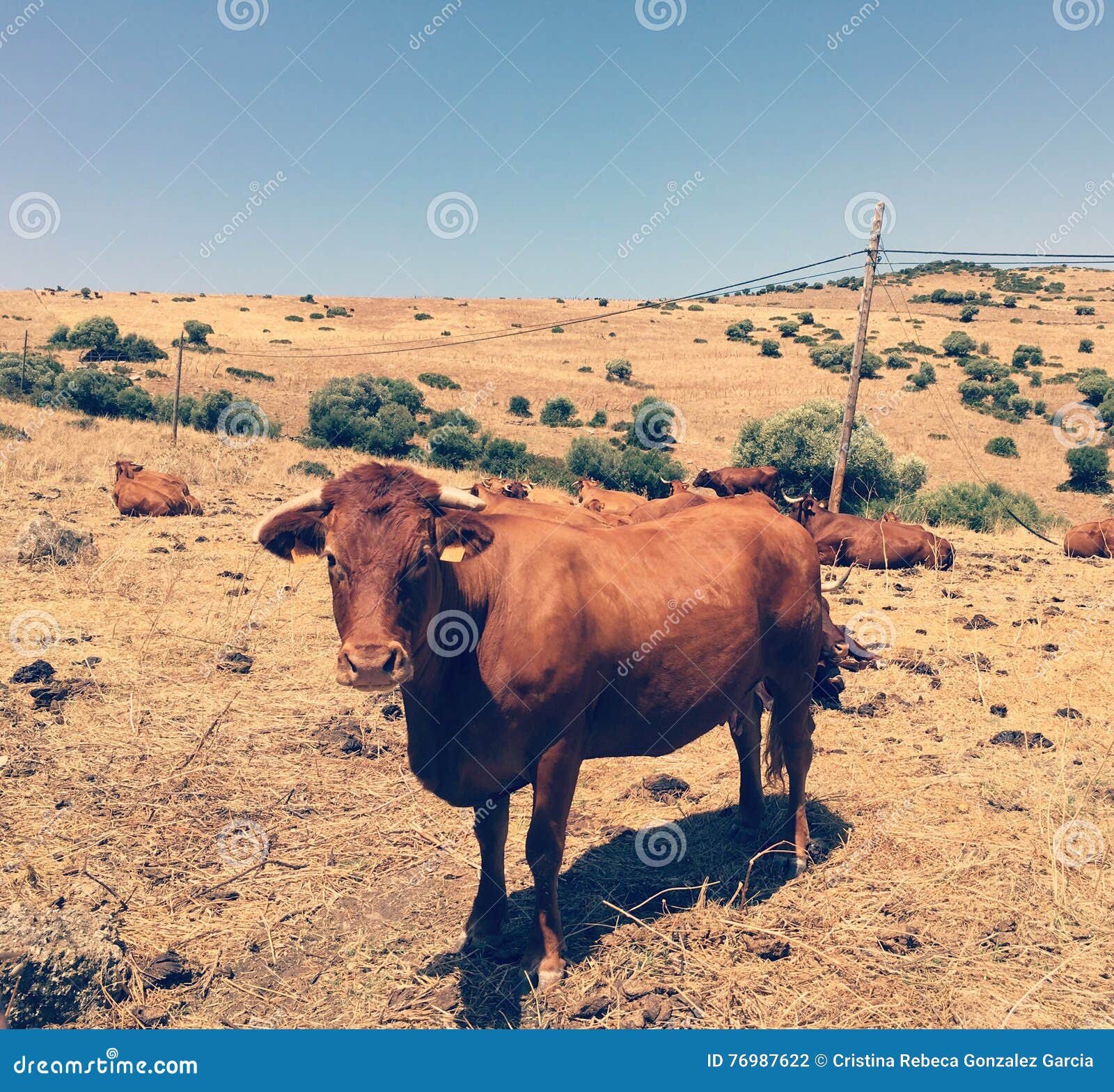 Caw stock photo. Image of landscape, countryside, country - 76987622