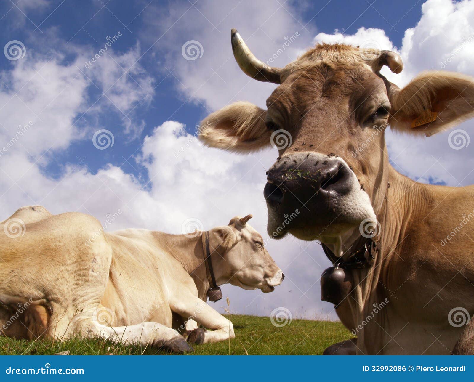 Caw stock photo. Image of milk, flies, muzzle, lookatme - 32992086