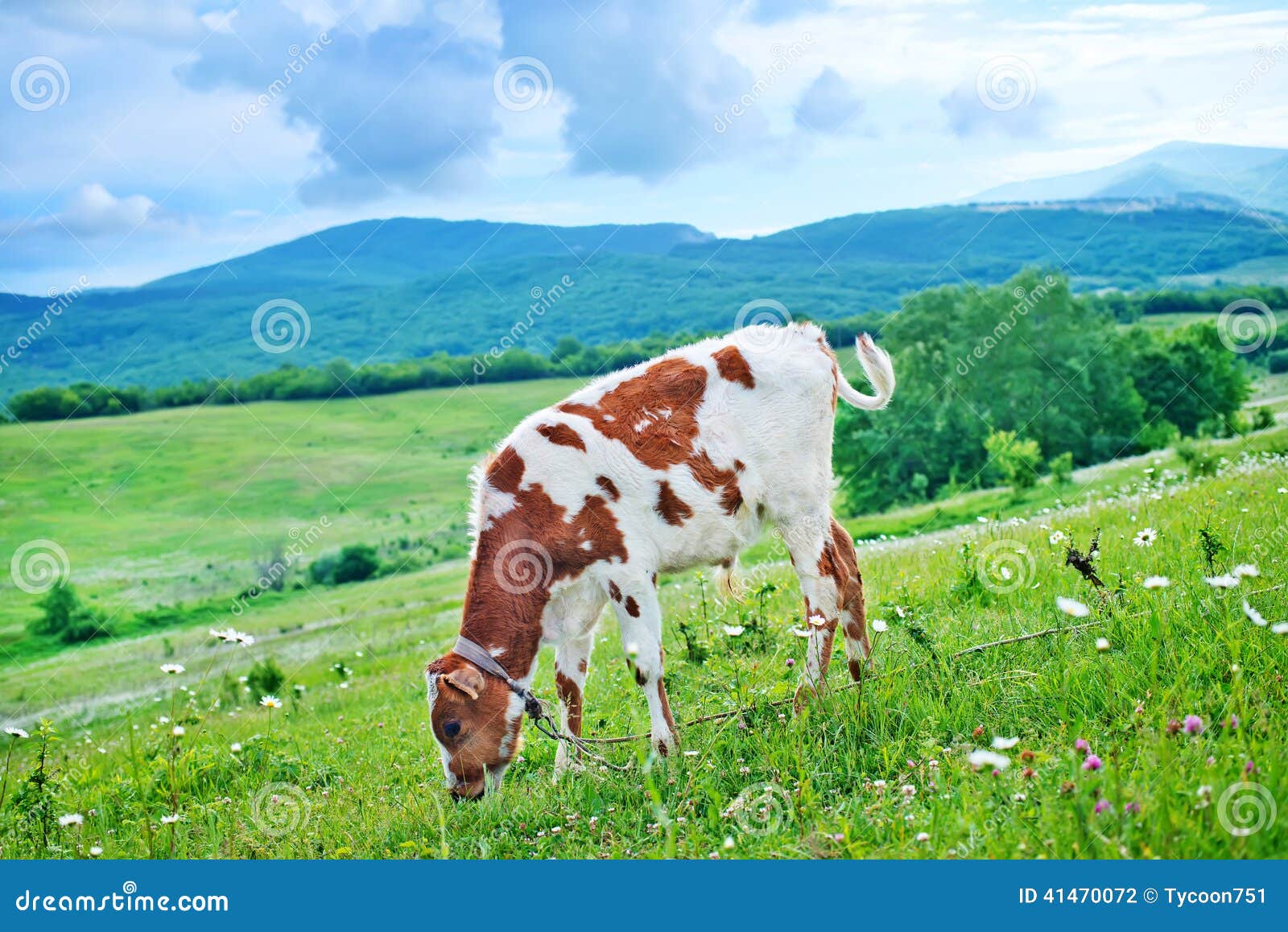 Caw in the field stock photo. Image of colorful, foreground - 41470072