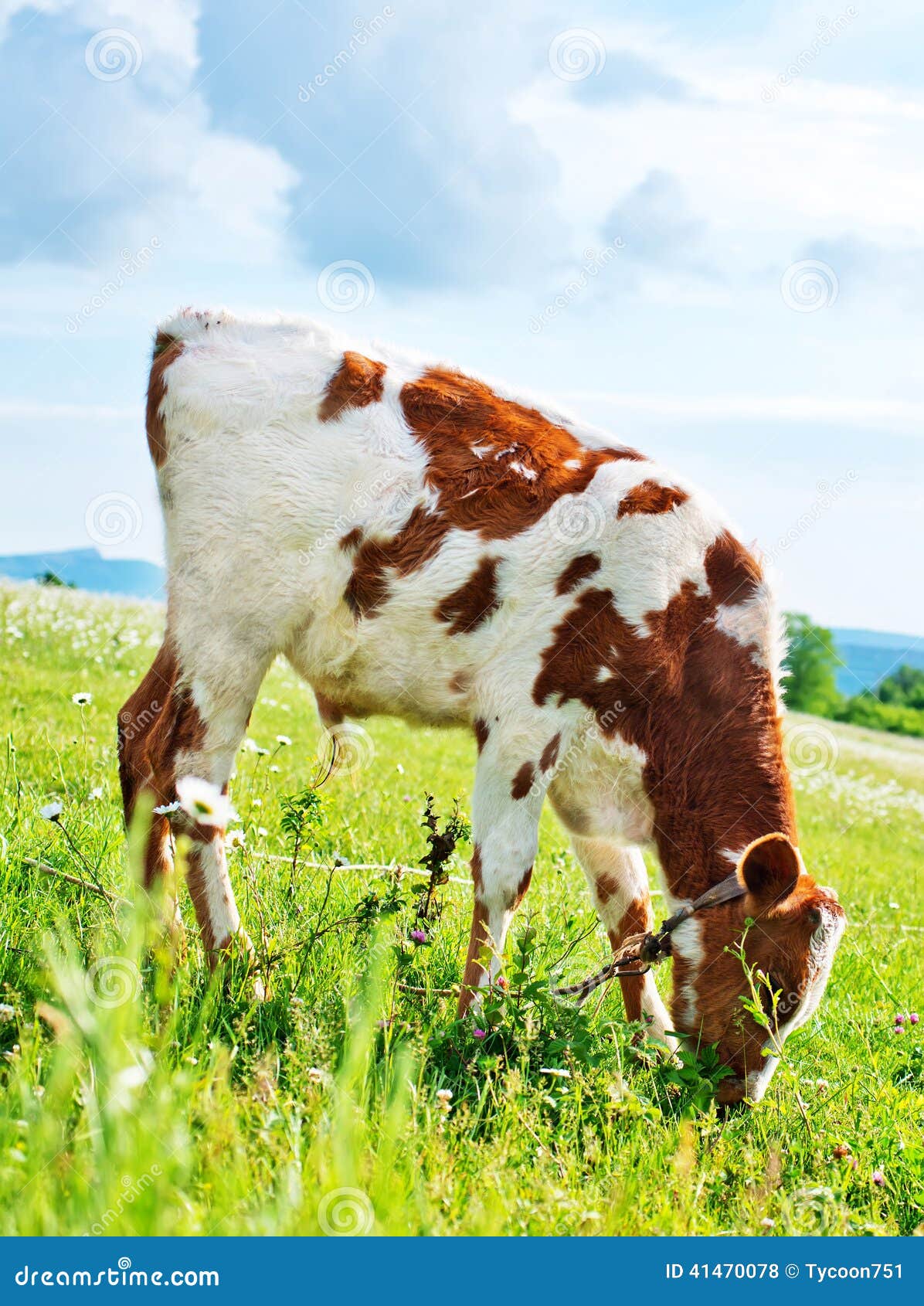 Caw in the field stock photo. Image of green, closeup - 41470078