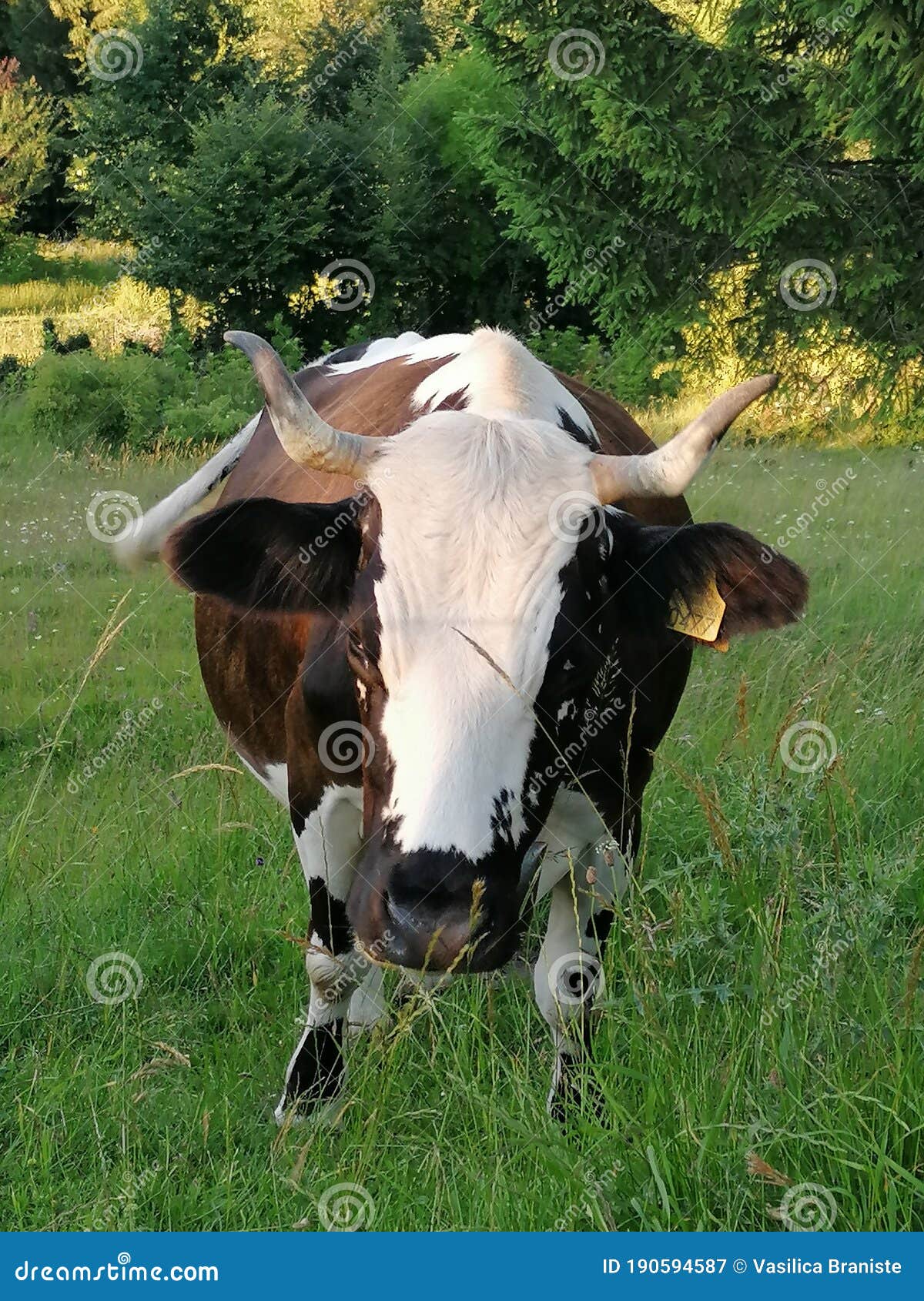 Cow in the nature stock image. Image of animals, mammals - 190594587