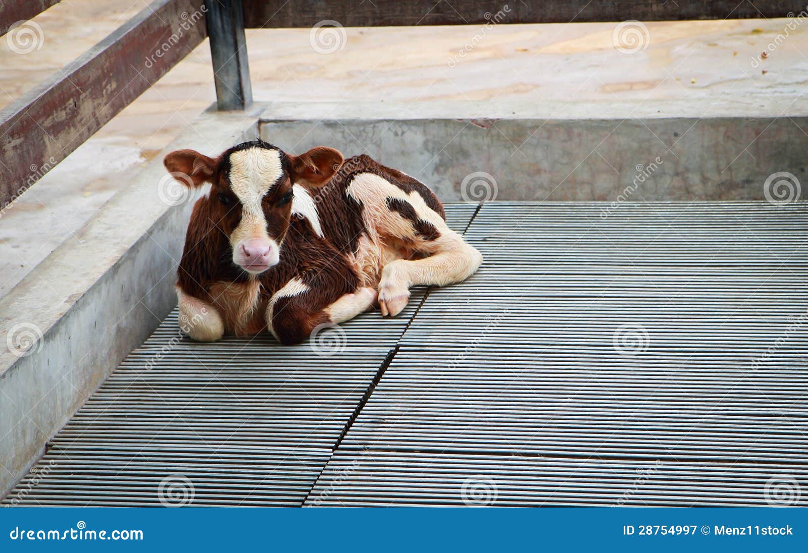 A caw in stable stock image. Image of stable, laying - 28754997