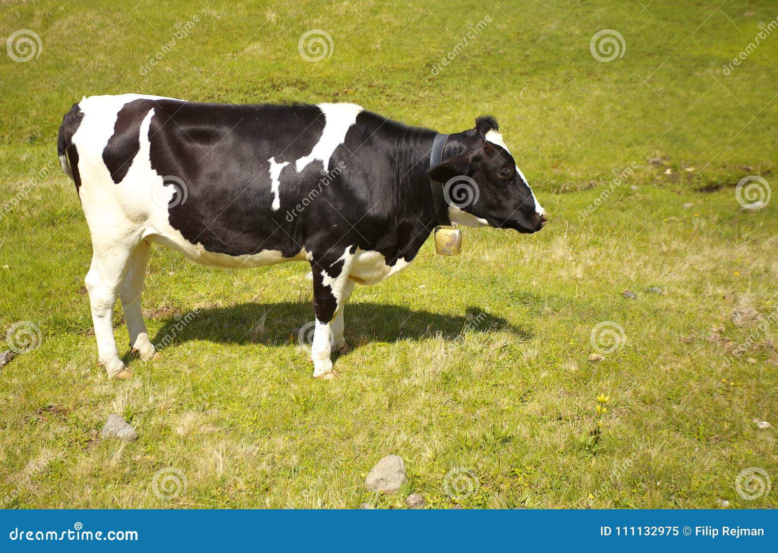 Caw standing on the meadow stock image. Image of alone - 111132975