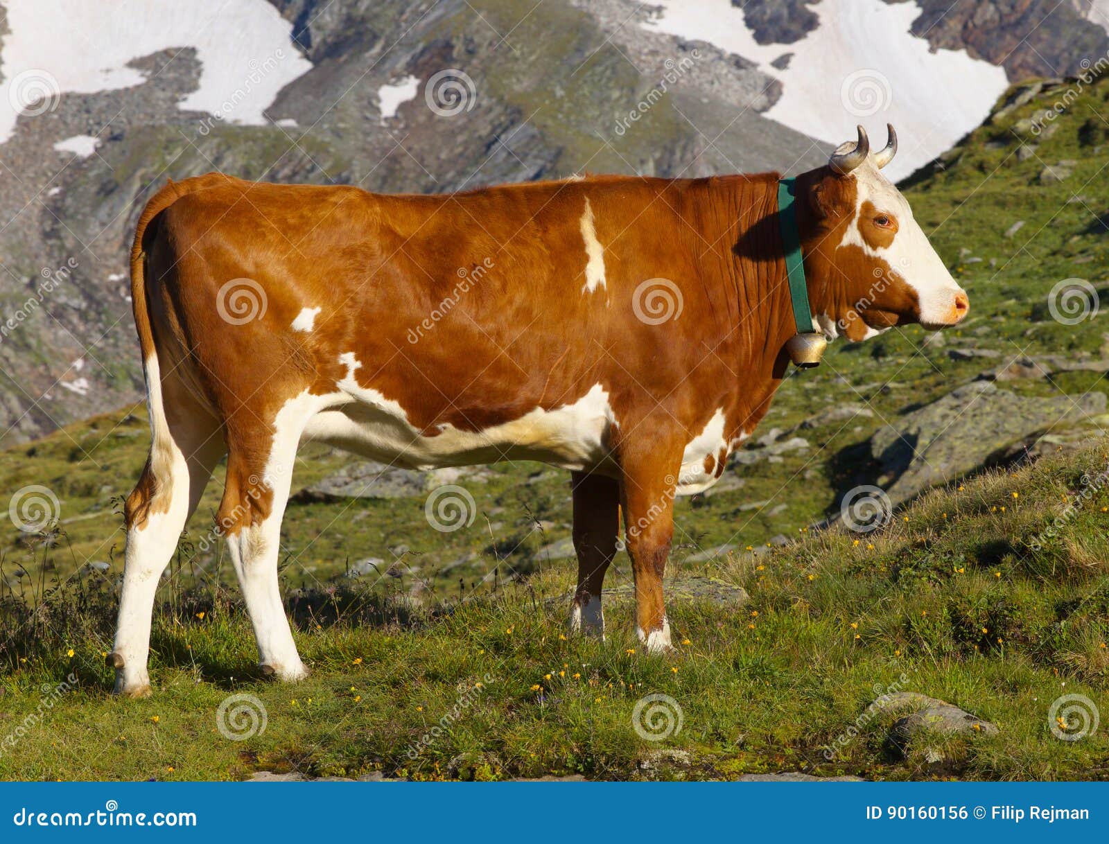 Caw stock photo. Image of alps, farming, foreground, dairy - 90160156