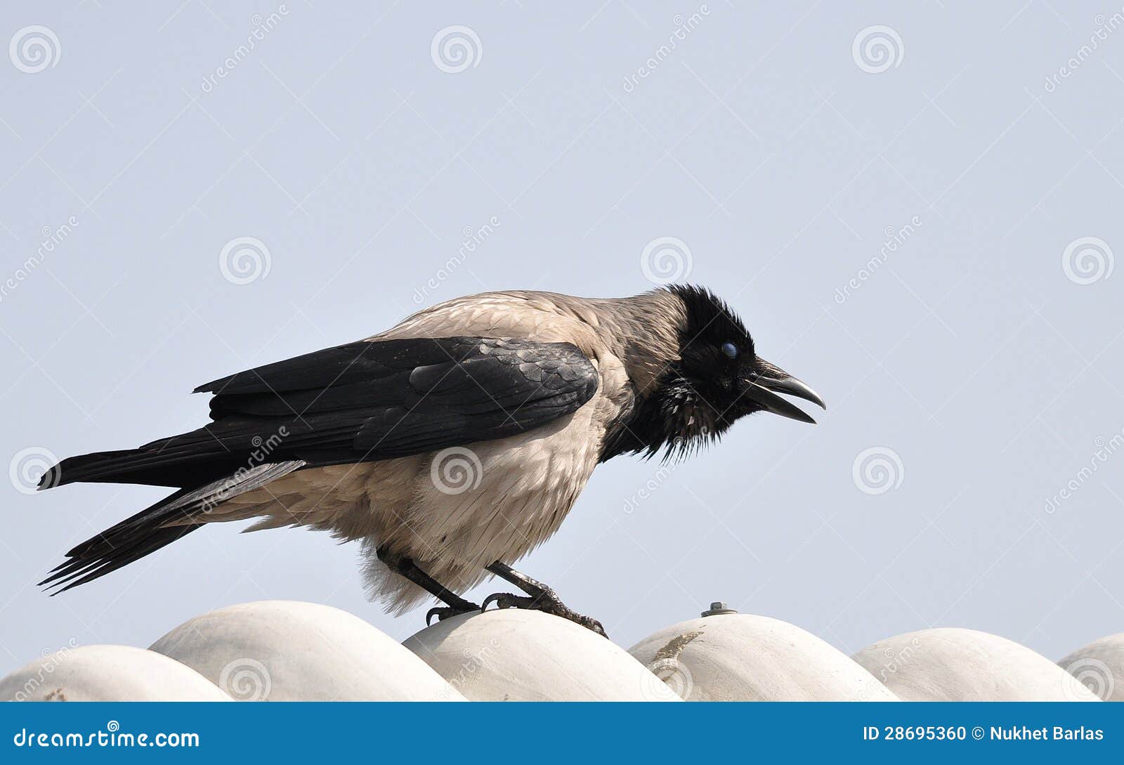 Cawing Crow stock photo. Image of tail, cawing, wing - 28695360