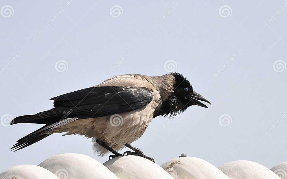 Cawing Crow stock photo. Image of tail, cawing, wing - 28695360