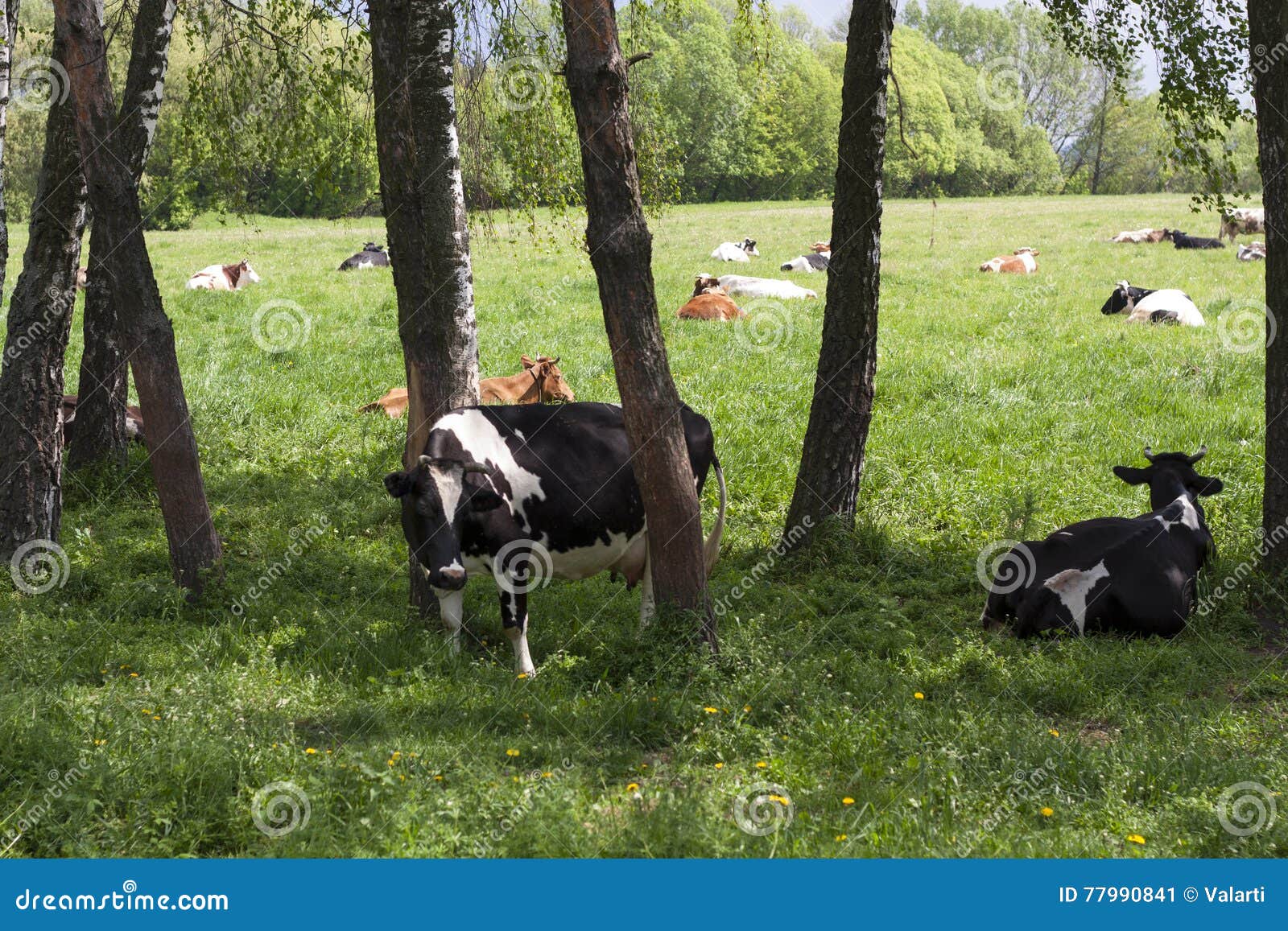 Caws on a Farm Feeding in a Meadow Photo Stock Image - Image of green ...