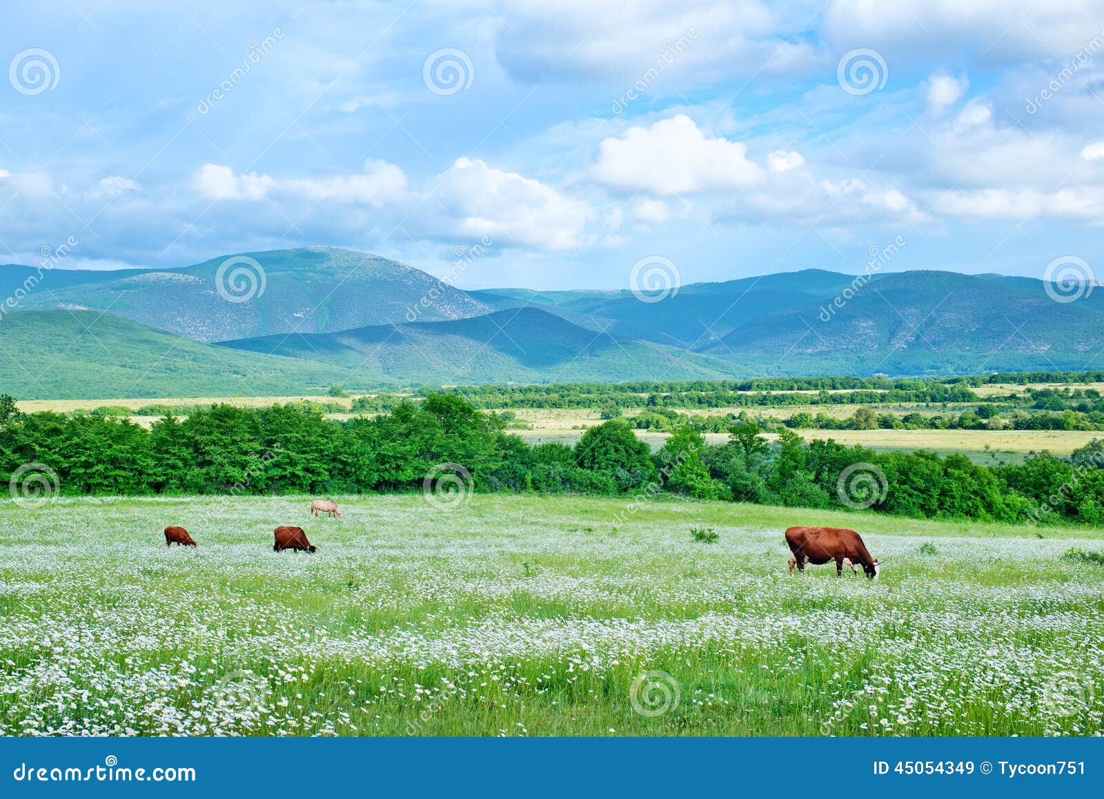 Caws in field stock image. Image of country, cloud, blossoming - 45054349
