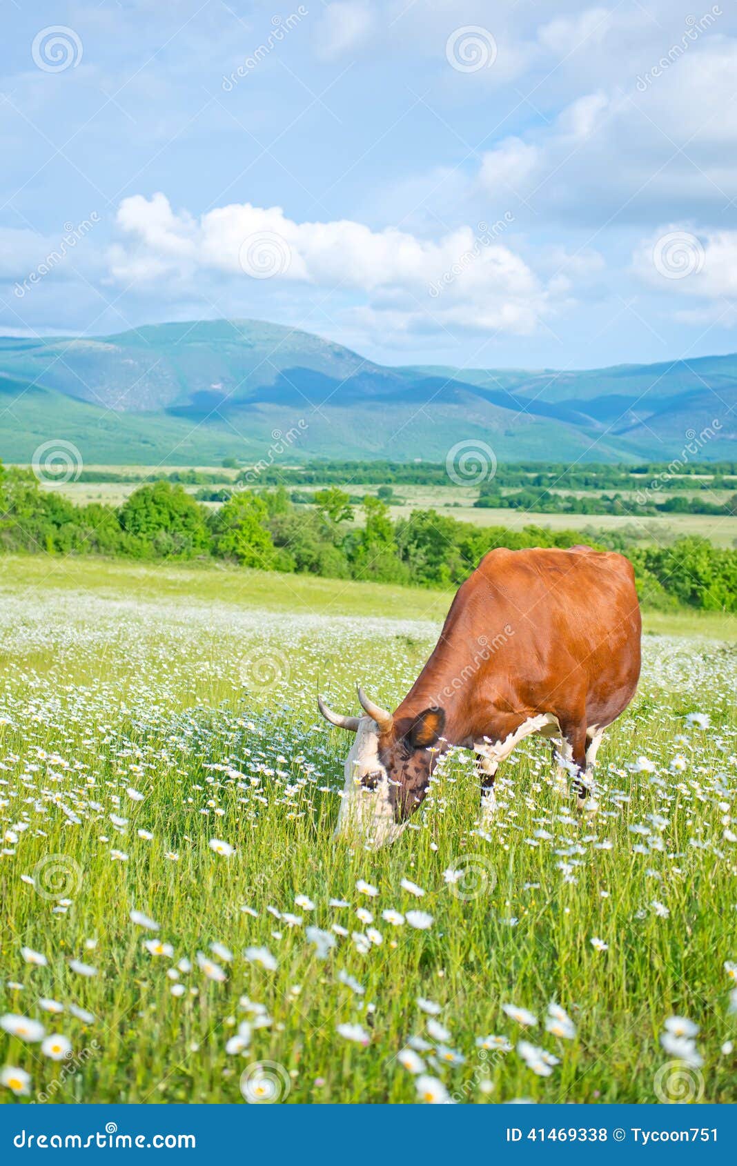 Caws in field stock photo. Image of meadow, farmland - 41469338