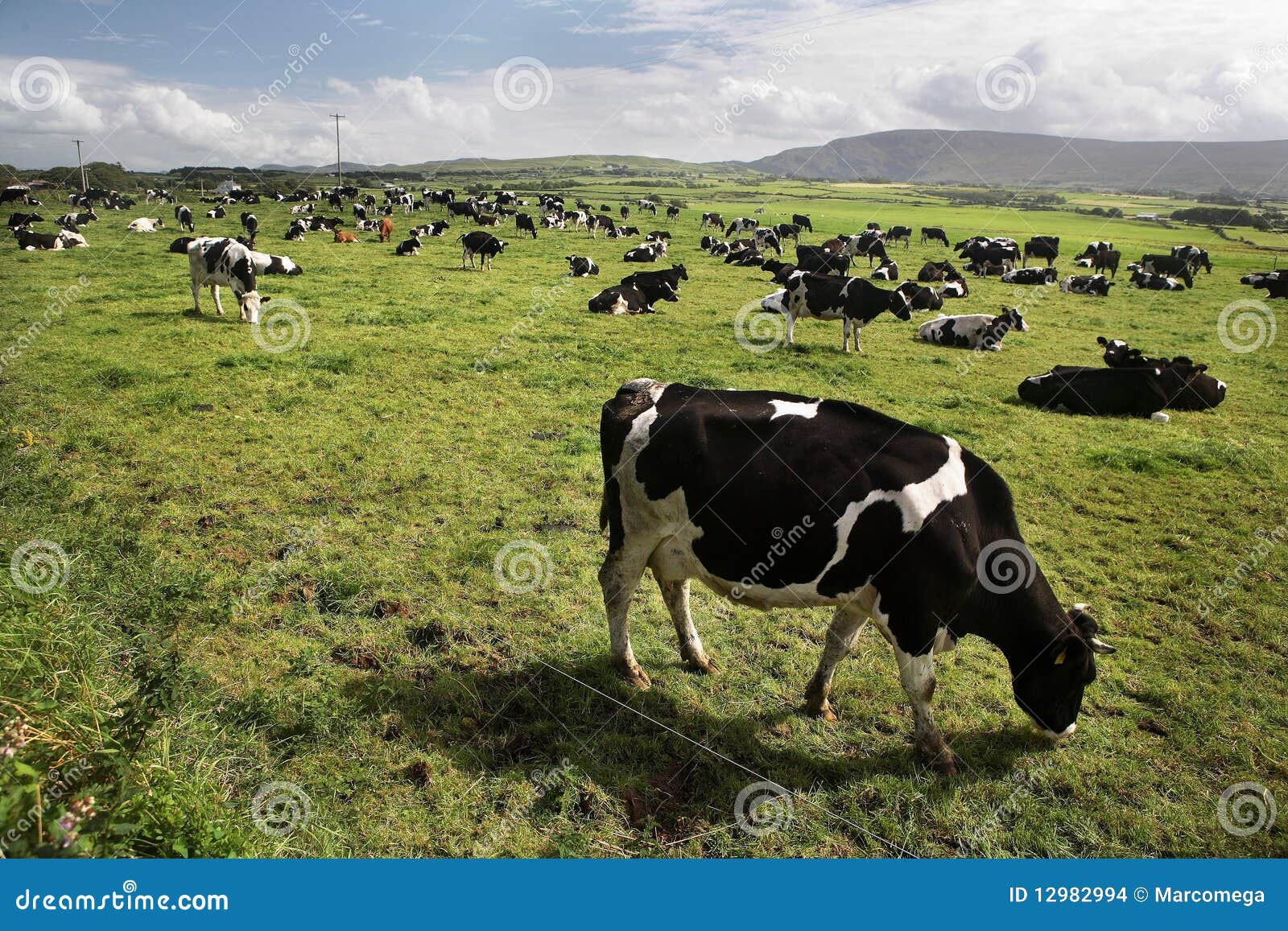 Caws grazing stock photo. Image of breeding, green, pasture - 12982994