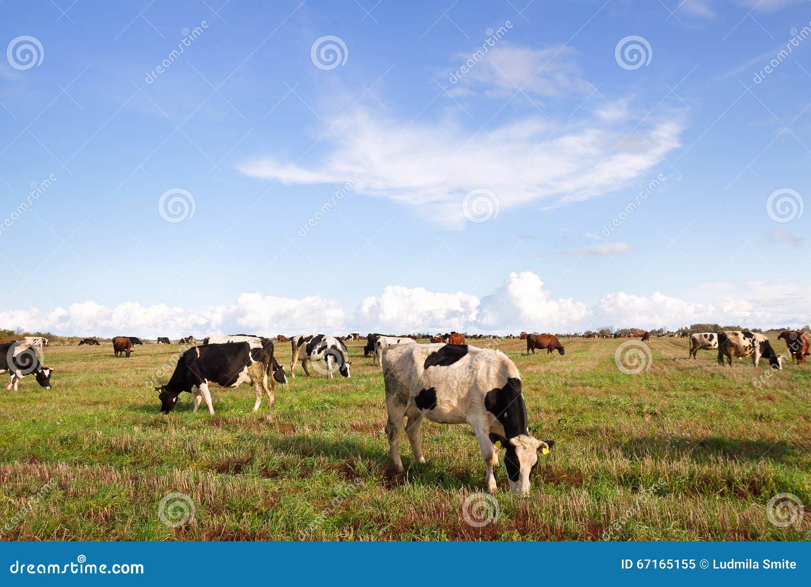 Caws in a meadow. stock image. Image of landscape, dairy - 67165155
