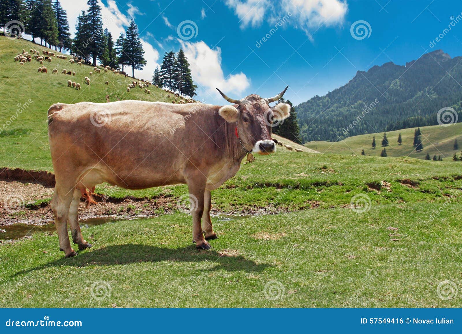 Caws in a meadow feeding stock photo. Image of milk, farmland - 57549416