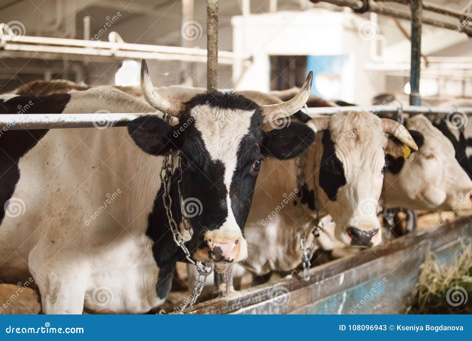 Caws in Row, Breeding on Bio Farm Stock Image - Image of farming ...