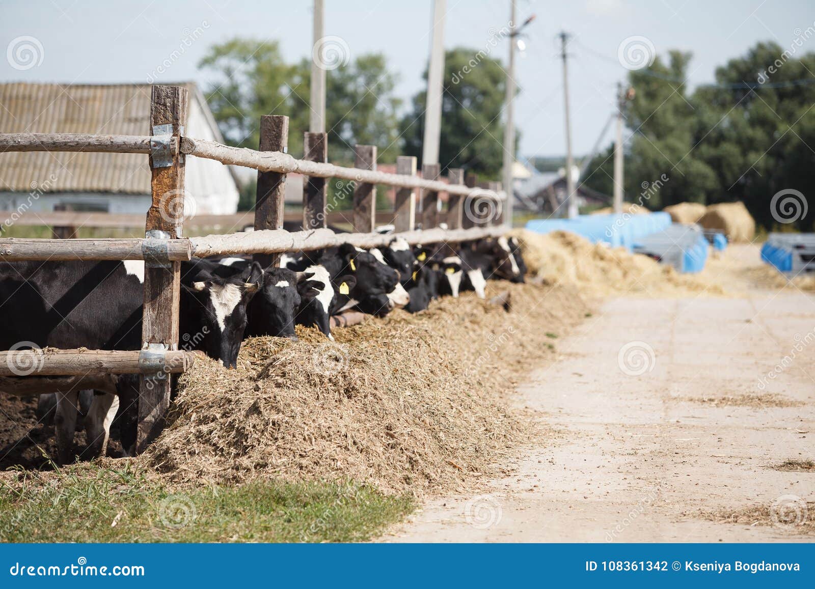 Many Caws Stock Photos - Free & Royalty-Free Stock Photos from Dreamstime