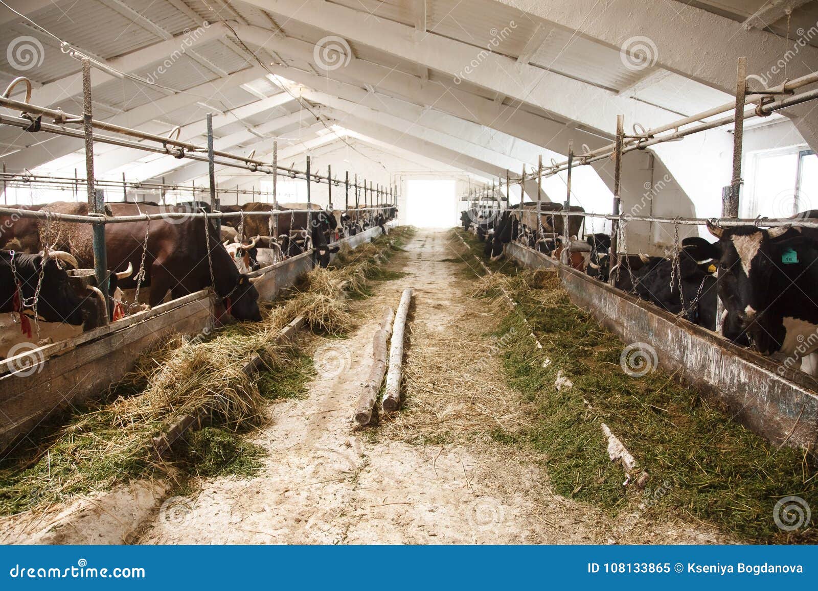 Caws in Row, Breeding on Bio Farm Stock Image - Image of environment ...