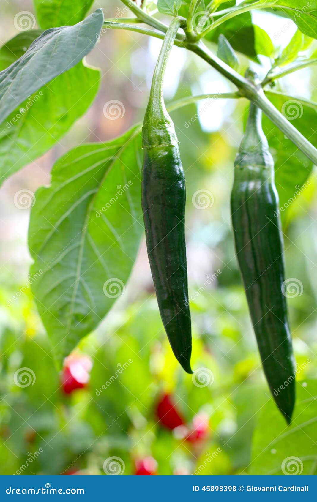 Cayenna stock photo. Image of flavor, cayenna, food, chili - 45898398