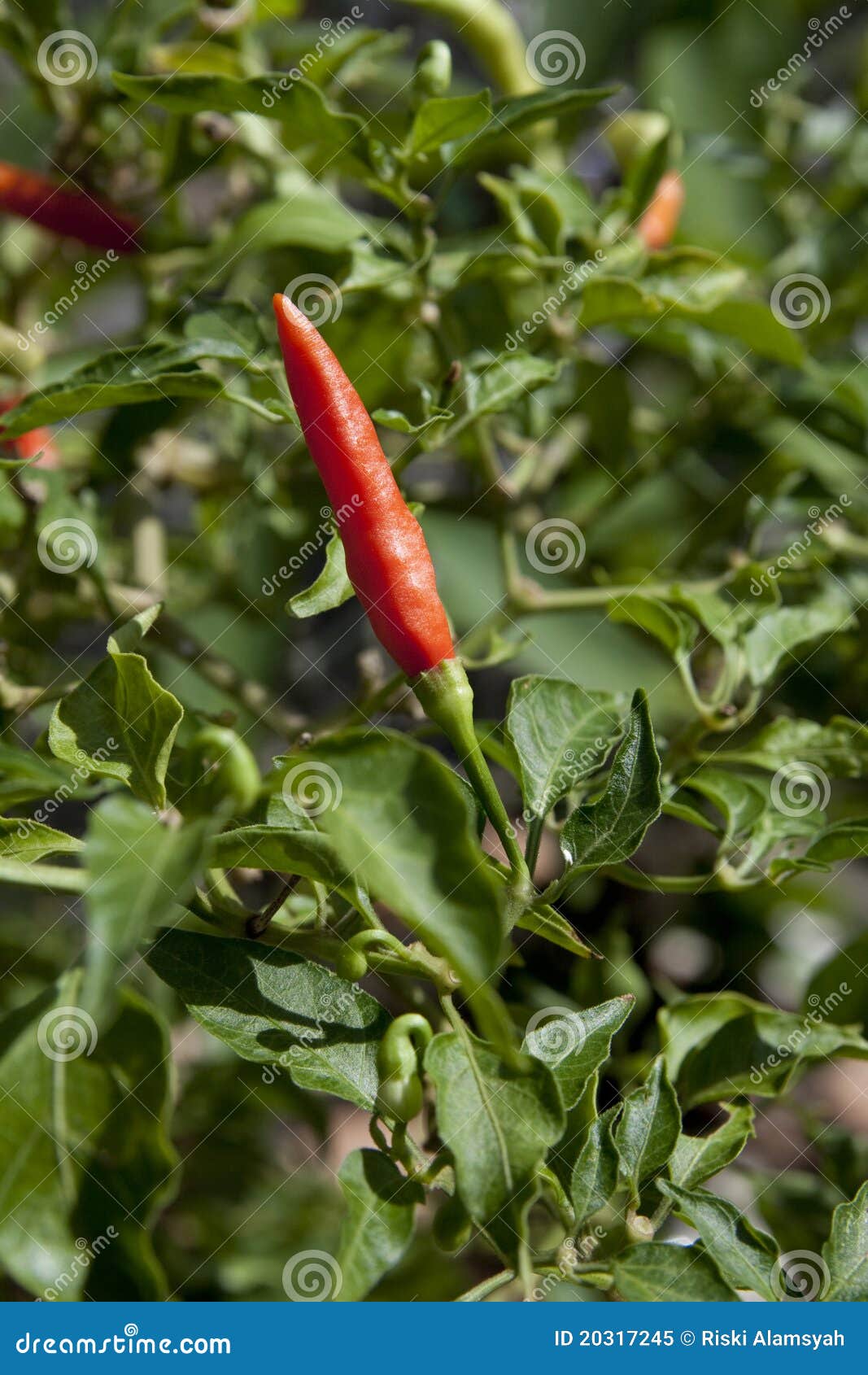 Cayenne pepper stock image. Image of object, health, chilli - 20317245