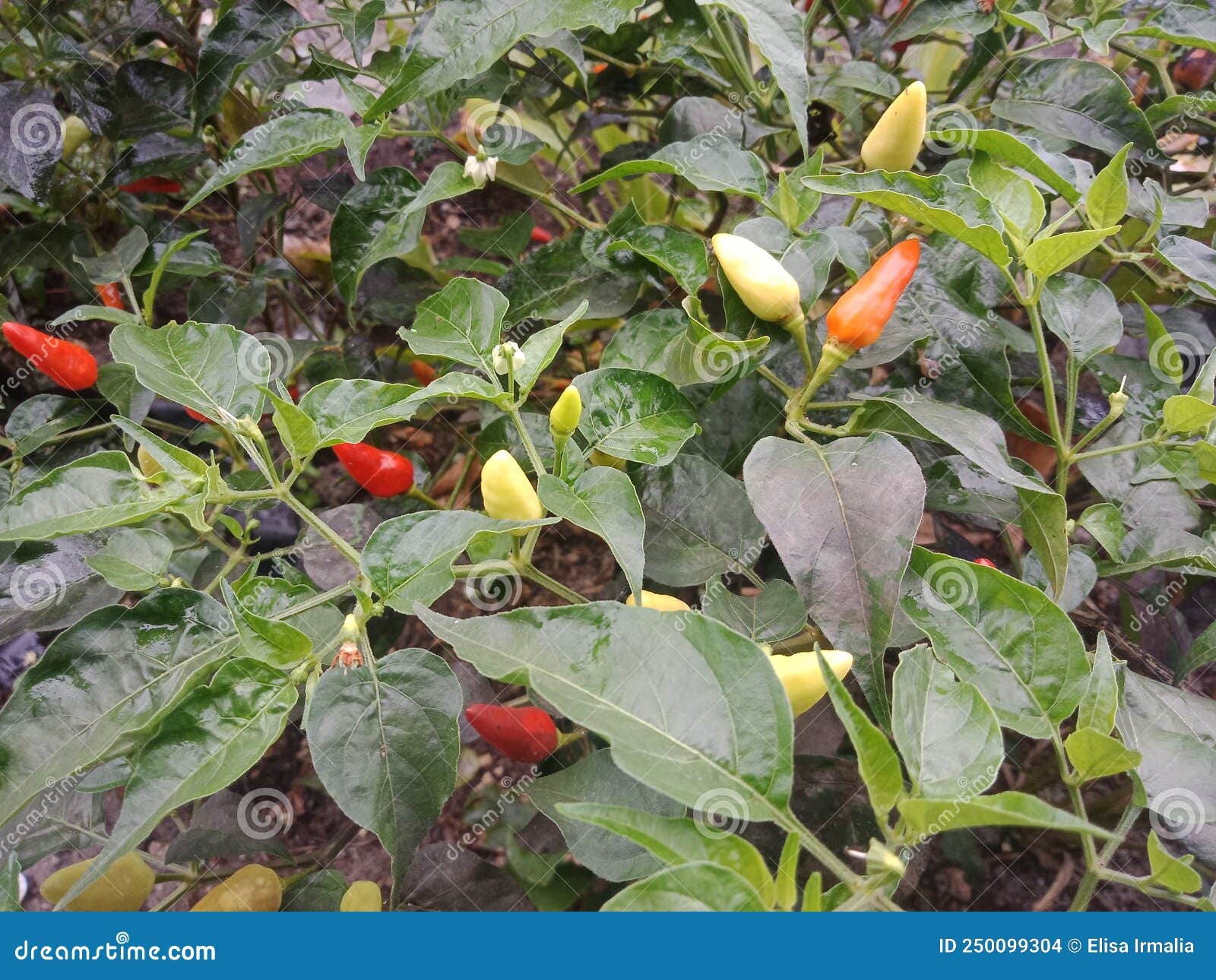 Cayenne Pepper (Capsicum Frutescens) in the Garden Stock Photo - Image ...