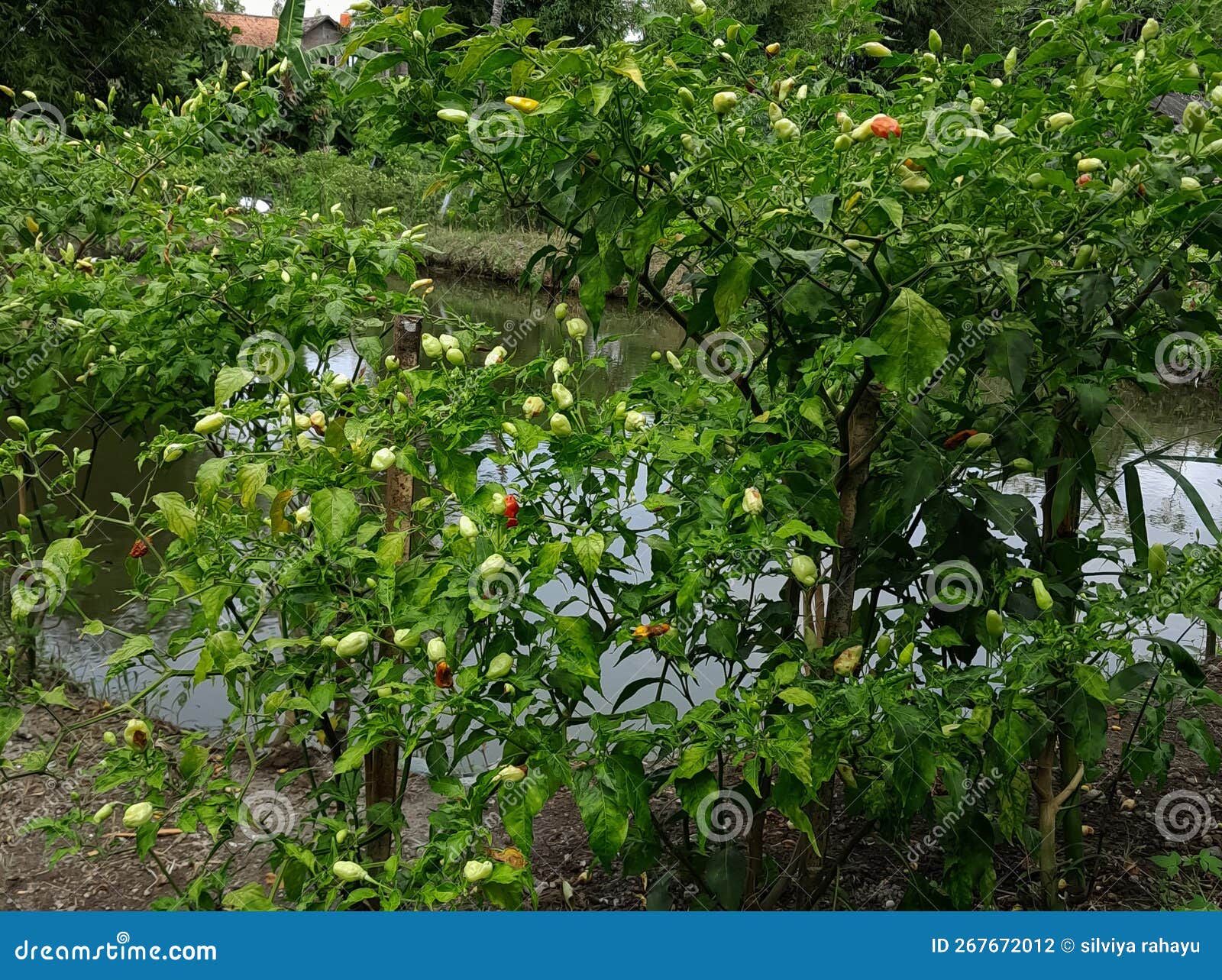 Cayenne Pepper Plants that Thrive on the Edge of a Fish Pond Stock ...
