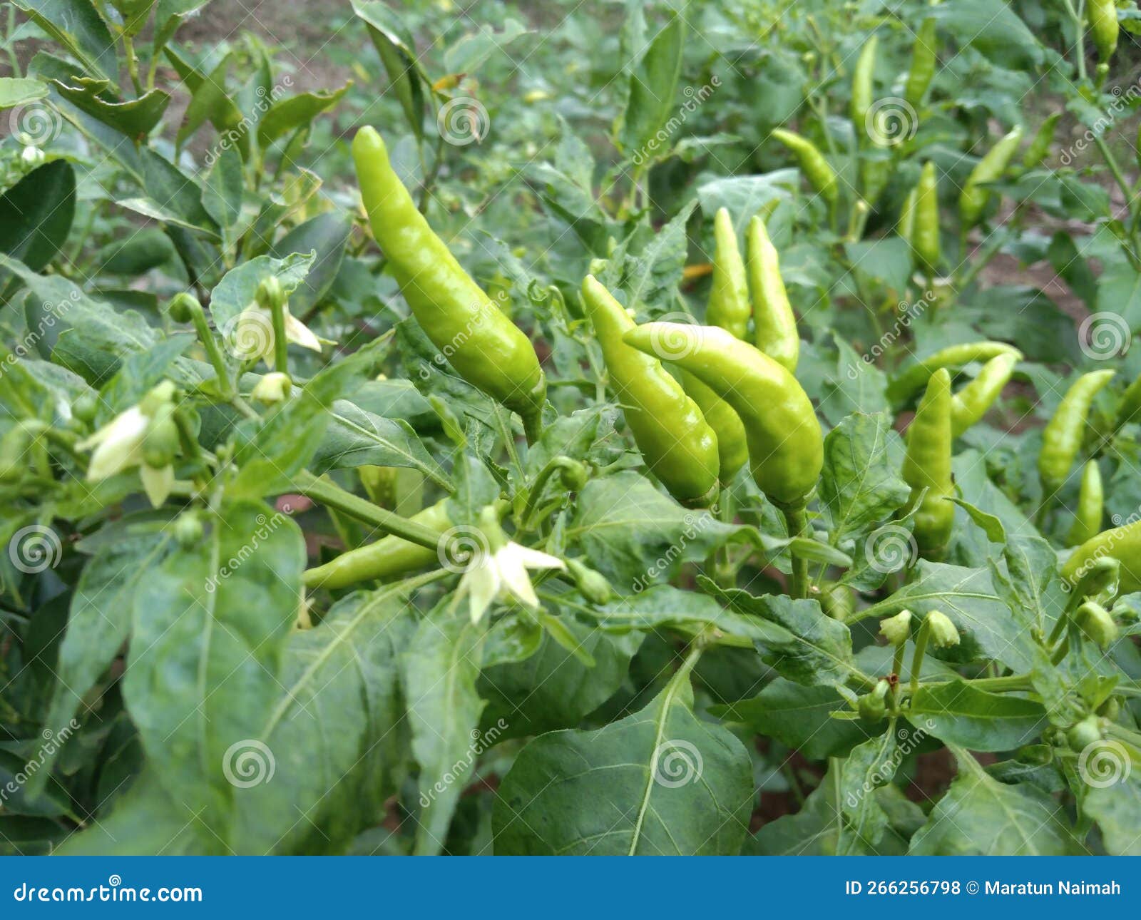 Cayenne pepper in the tree stock photo. Image of plant - 266256798