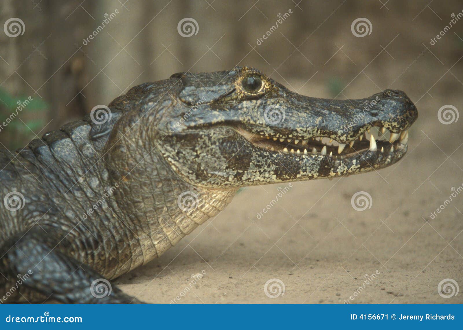 Cayman stock image. Image of teeth, brazil, america, crocodile - 4156671