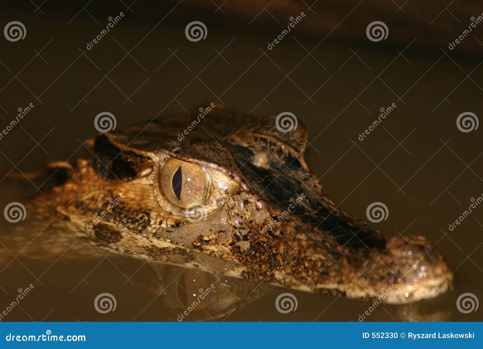 Cayman stock photo. Image of cayman, wildlife, animals - 552330