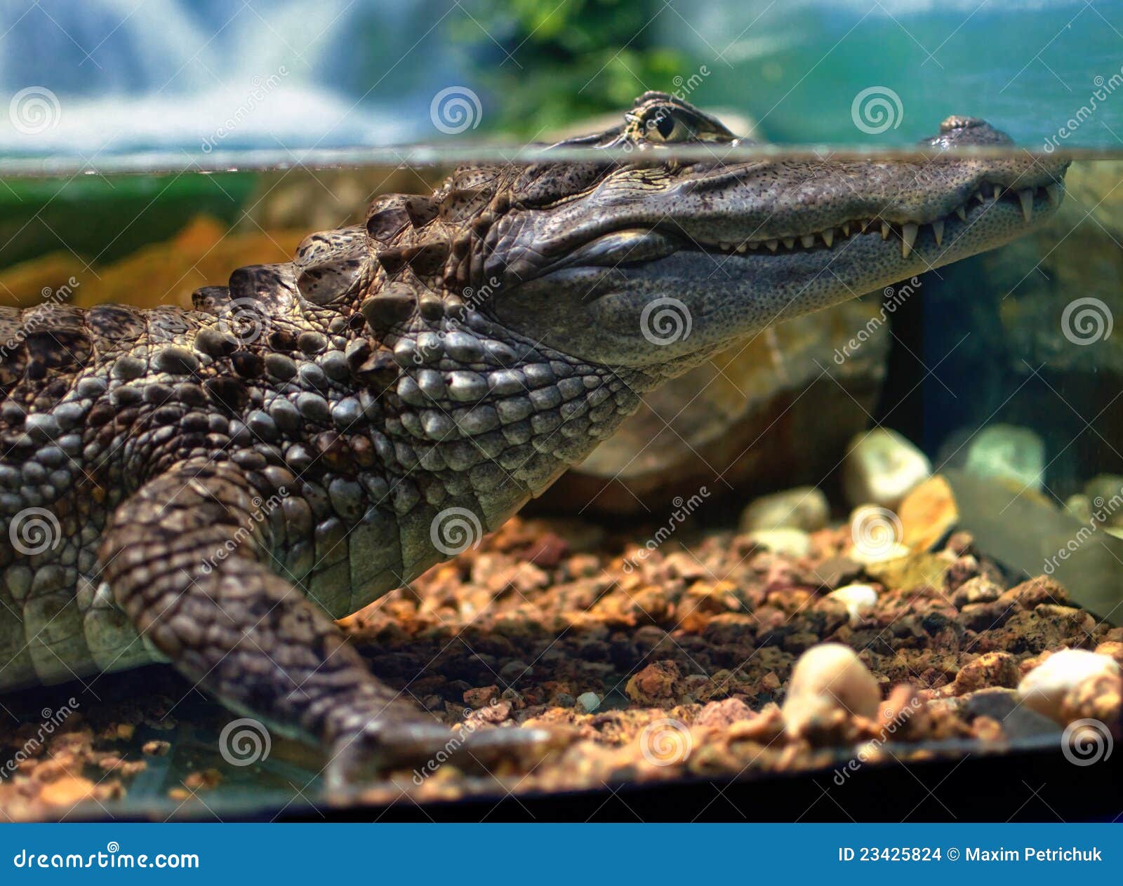 Cayman in the aquarium stock photo. Image of alligator - 23425824