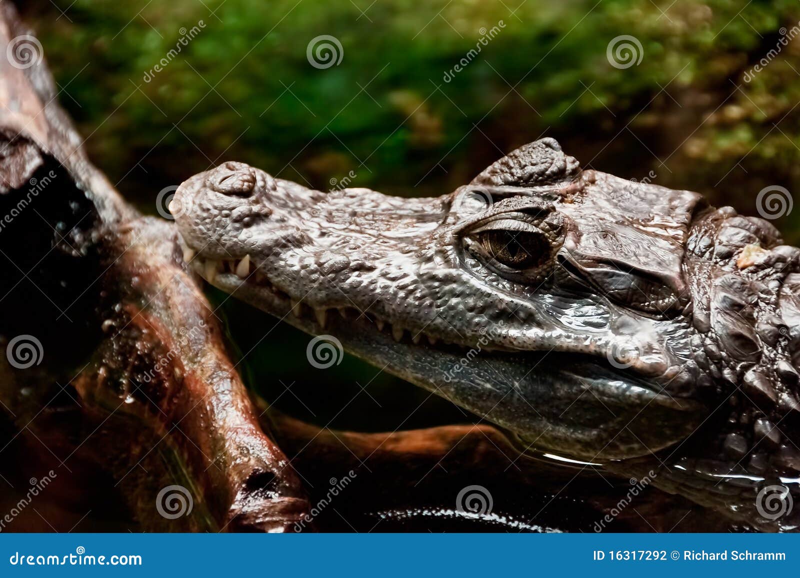 Cayman (Caiman) stock photo. Image of crocodile, cayman - 16317292