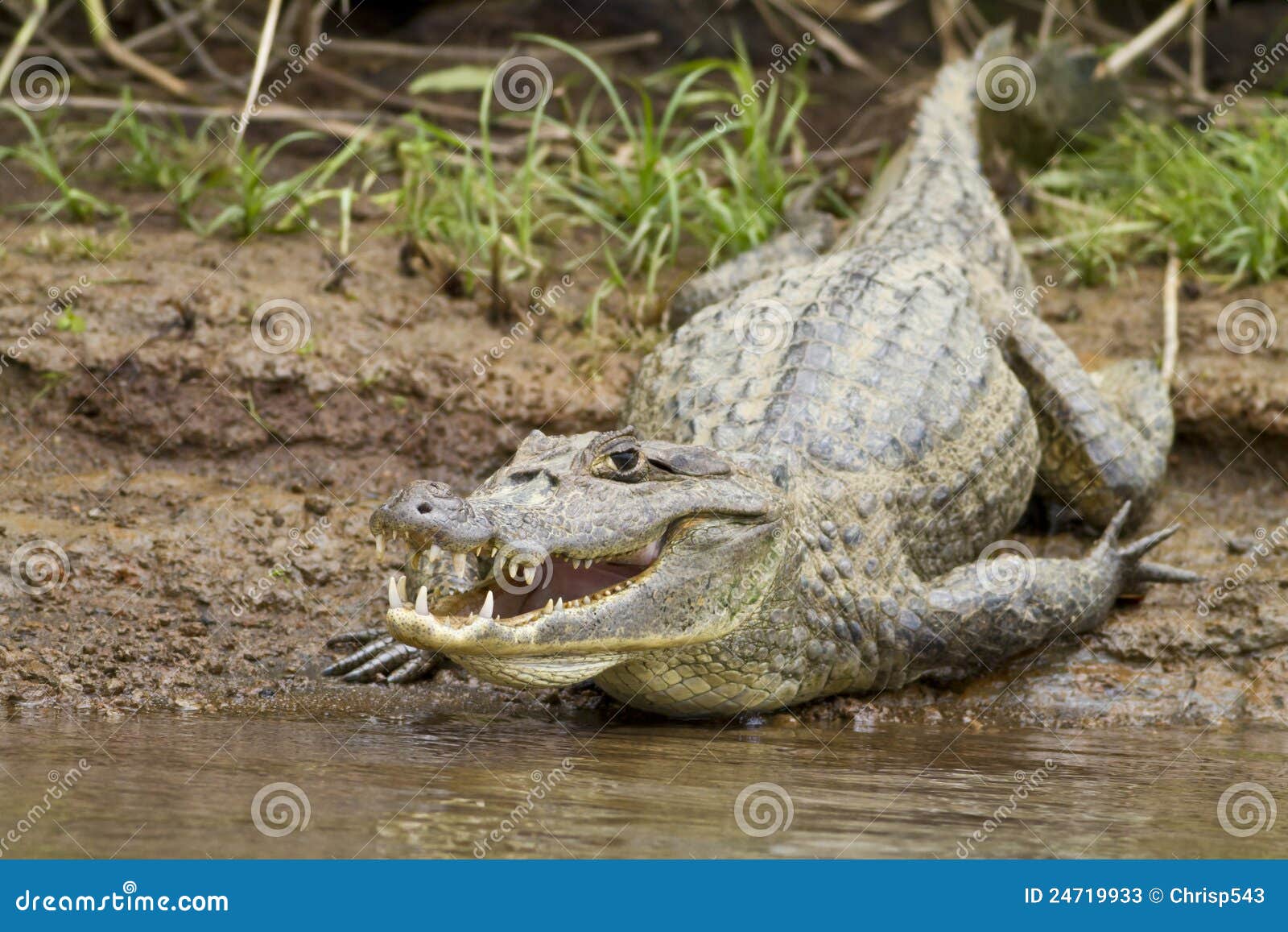 Cayman (Caiman Crocodilus Fuscus) Stock Image - Image of feeding ...