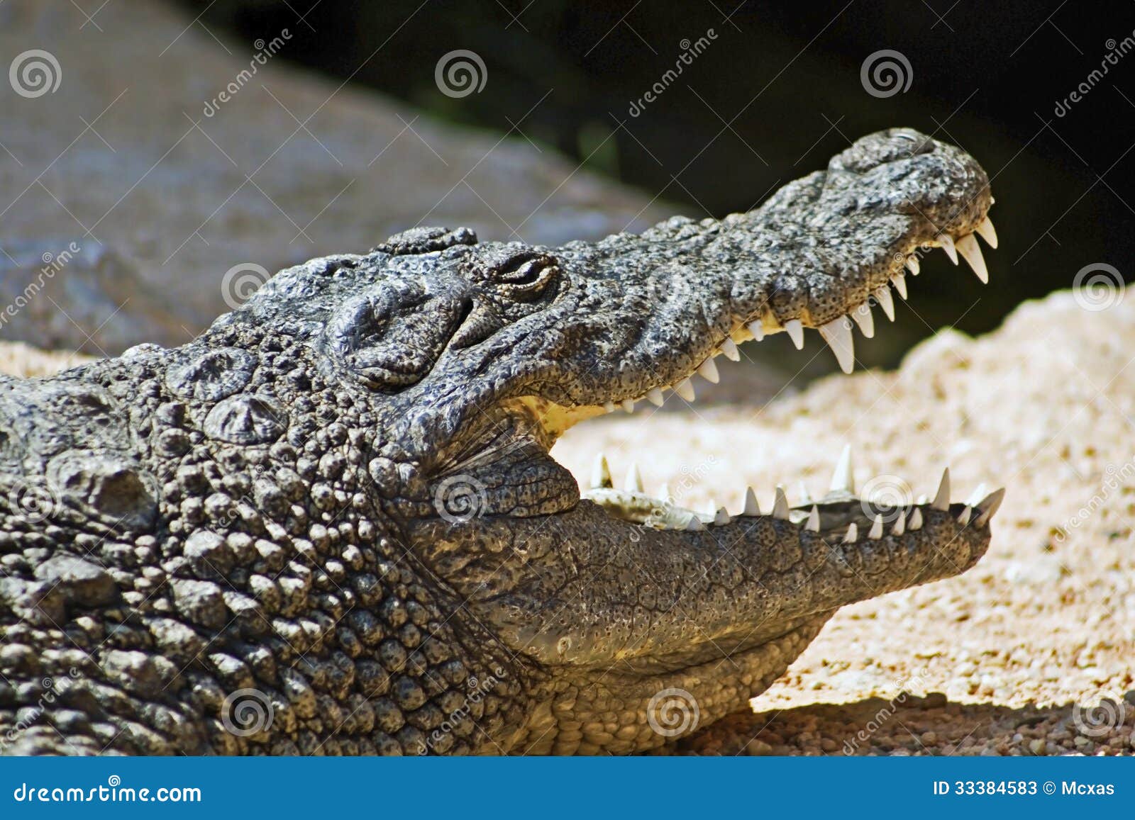 Crocodile stock image. Image of lizard, teeth, mouth - 33384583