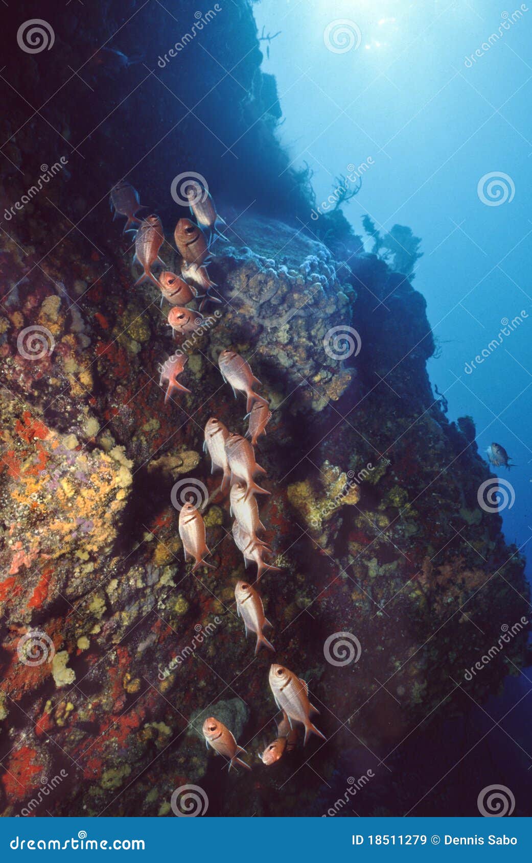Cayman Deep Reef stock image. Image of scuba, ecotourism - 18511279