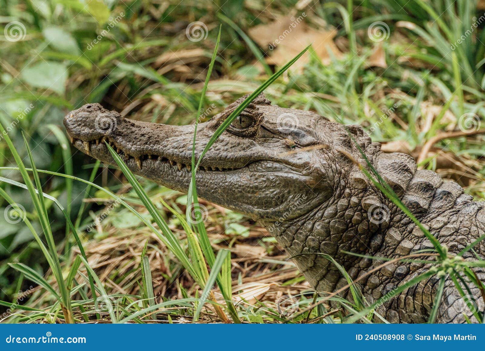 Cayman Looking at the Camera Stock Photo - Image of forest, fauna ...