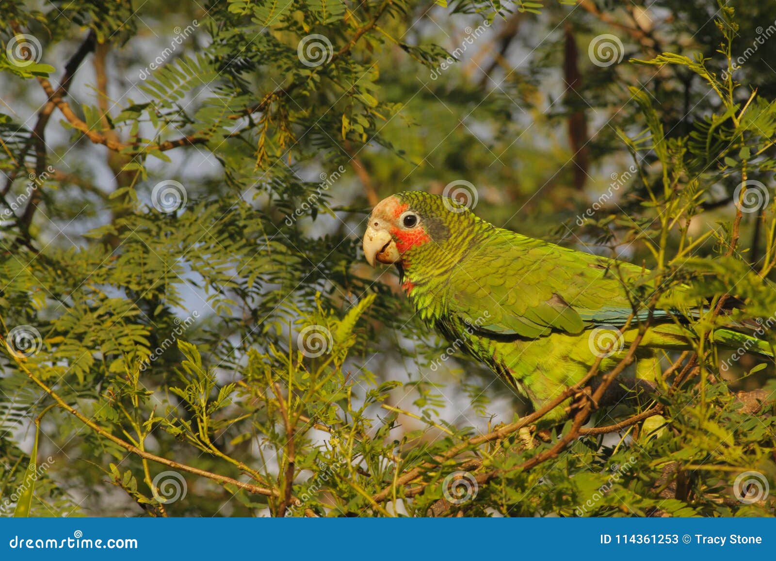 Cayman Parrot Perched in a Tree Stock Image - Image of feathers, warm ...