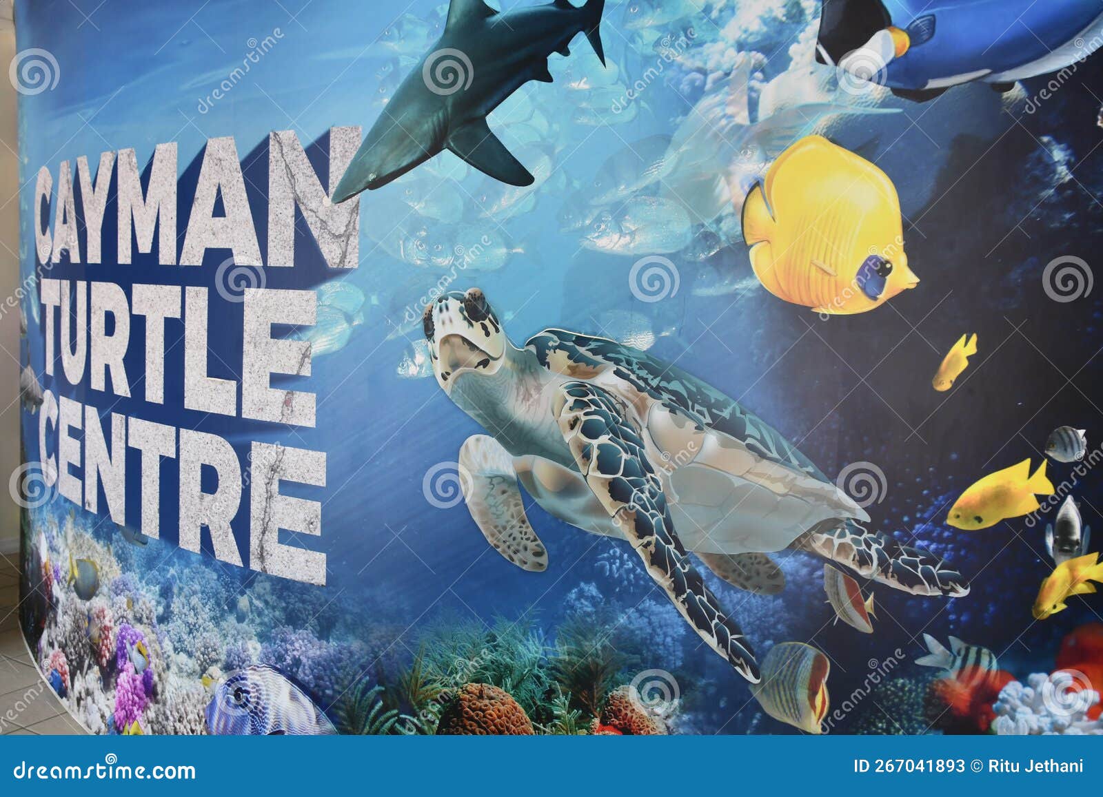 Cayman Turtle Centre in West Bay on the Cayman Islands Editorial Stock ...