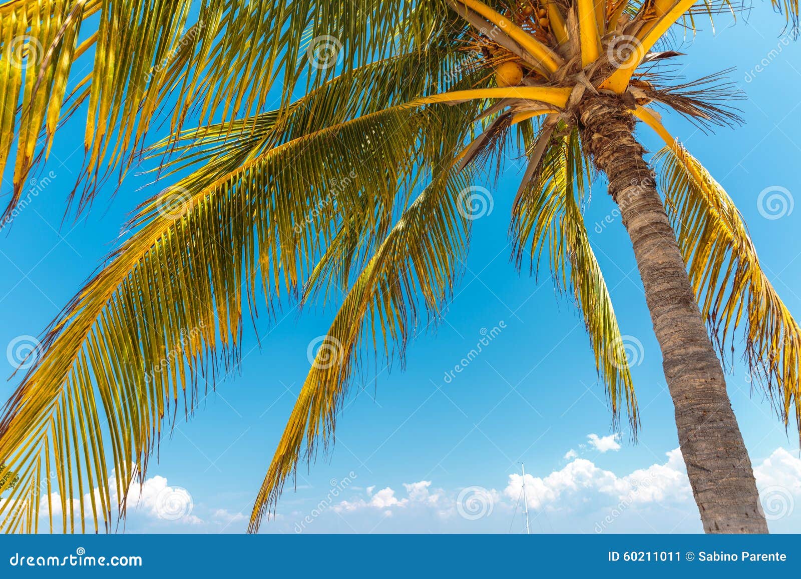 Cayo Blanco, Cuba stock image. Image of paradise, summer - 60211011