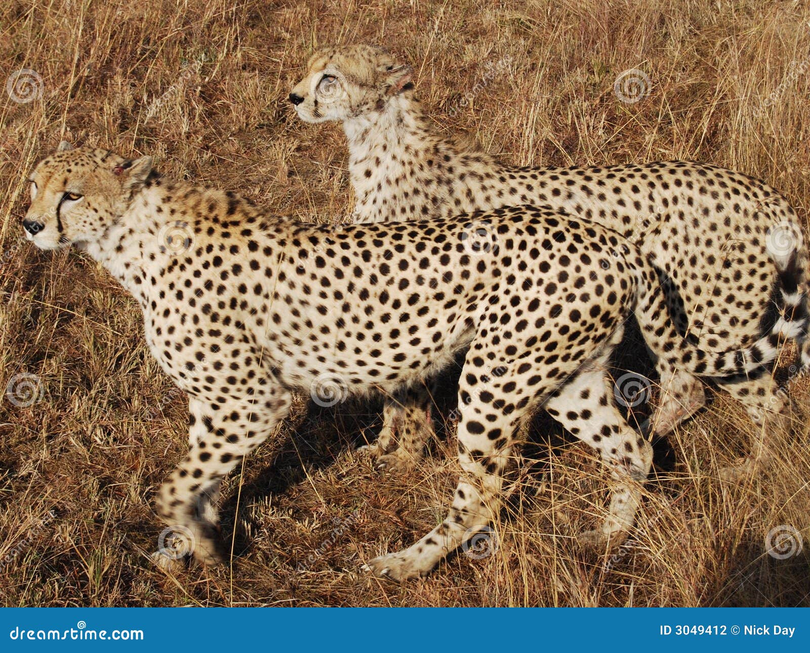 Caza de dos guepardos foto de archivo. Imagen de guepardo - 3049412