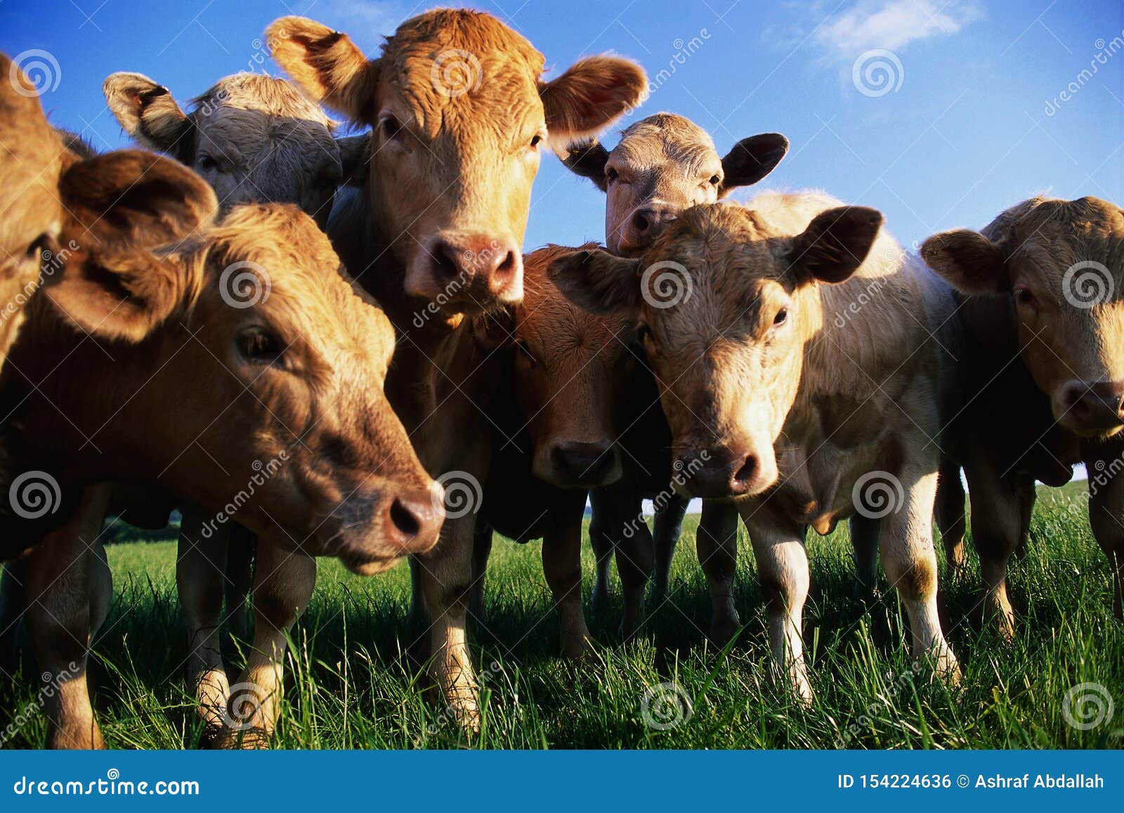 Herd of Holstein Cattle Crowd in Green Pasture Stock Photo - Image of ...