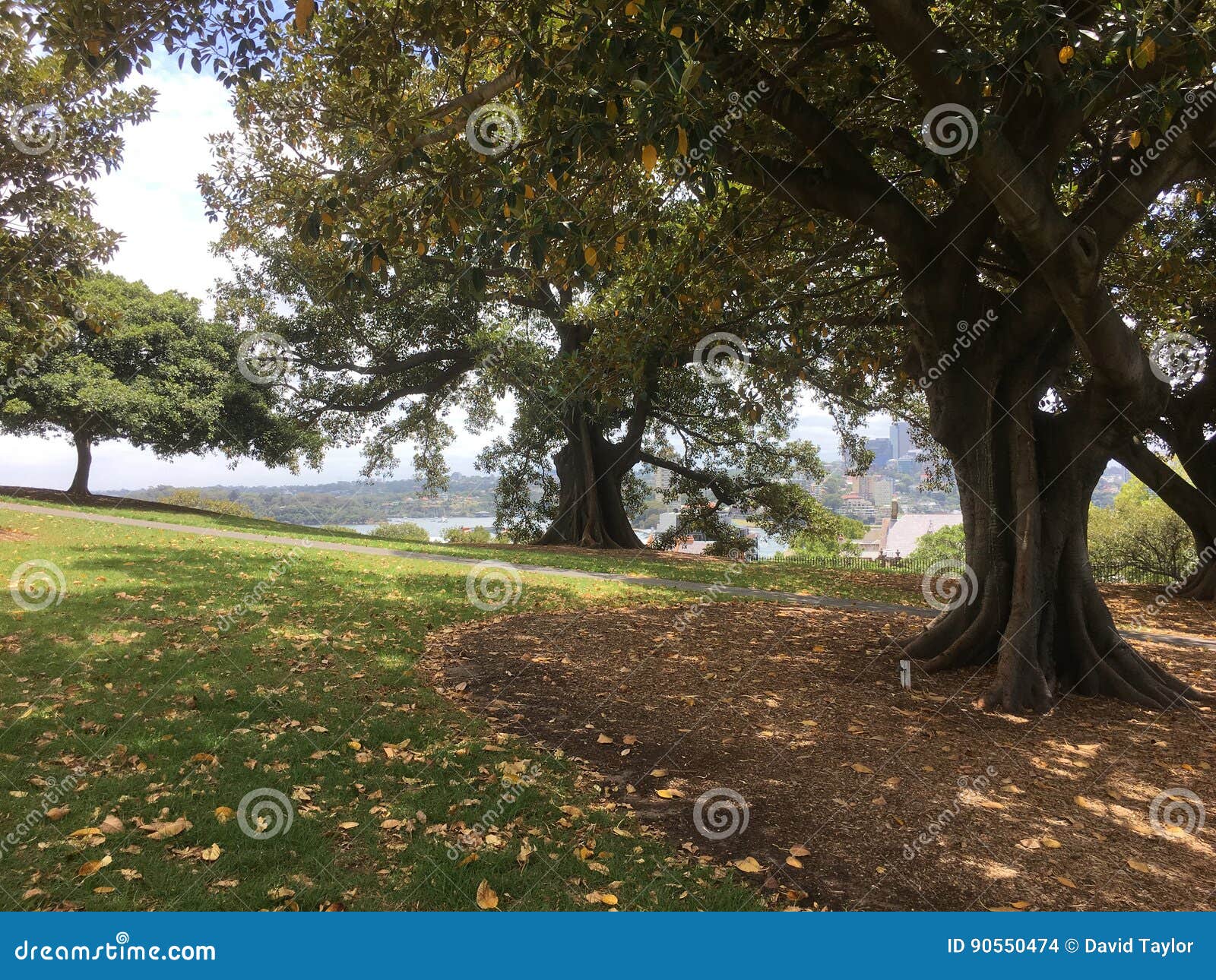 CBD Trees stock photo. Image of moreton, hill, park, sydney - 90550474