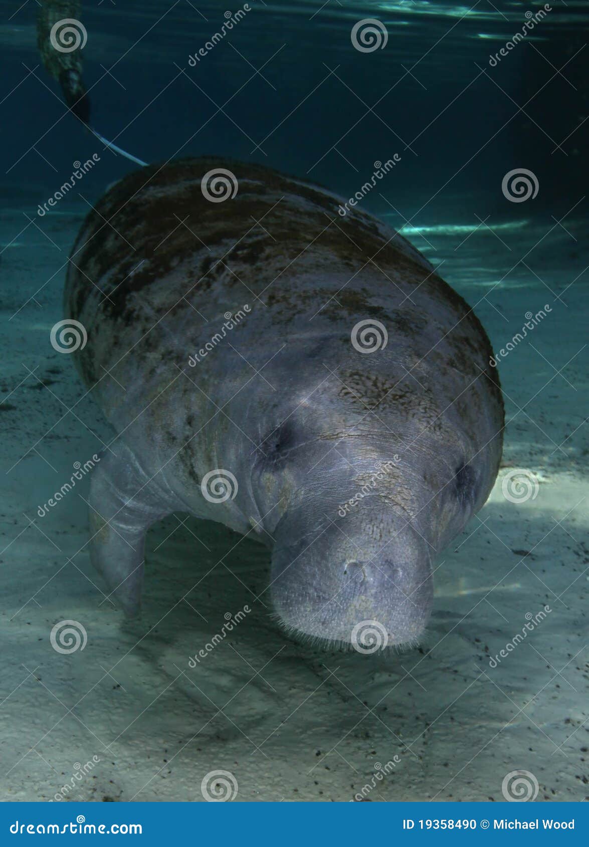 CC - Manatee Portrait stock photo. Image of shallow, three - 19358490