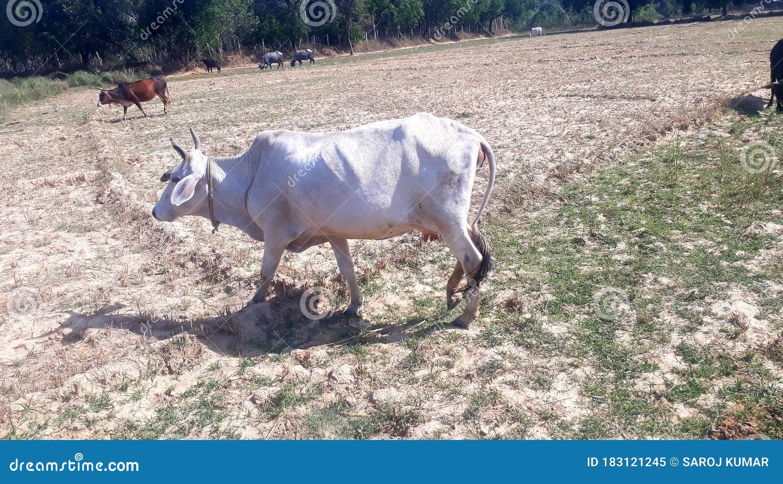 Ox Bail Stock Photos - Free & Royalty-Free Stock Photos from Dreamstime