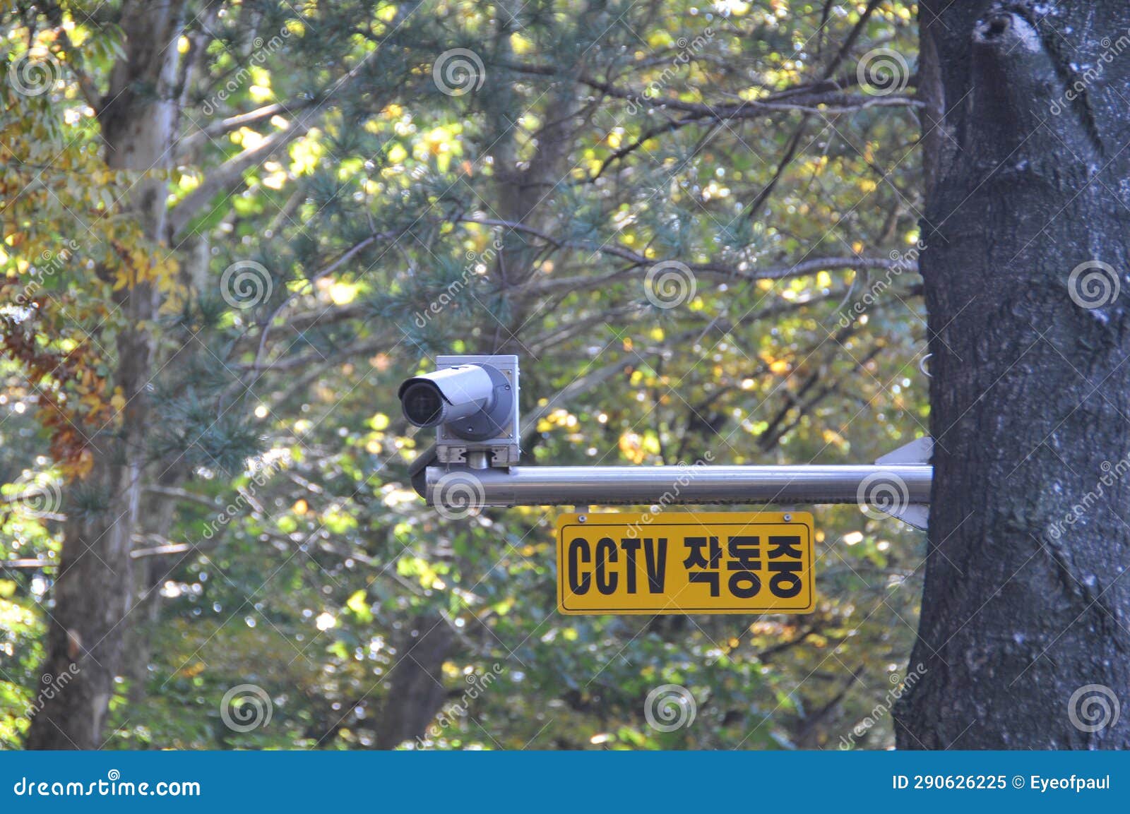 CCTV Security Camera with Korean Warning Sign in the Deep Forest in the Morning Stock Image ...