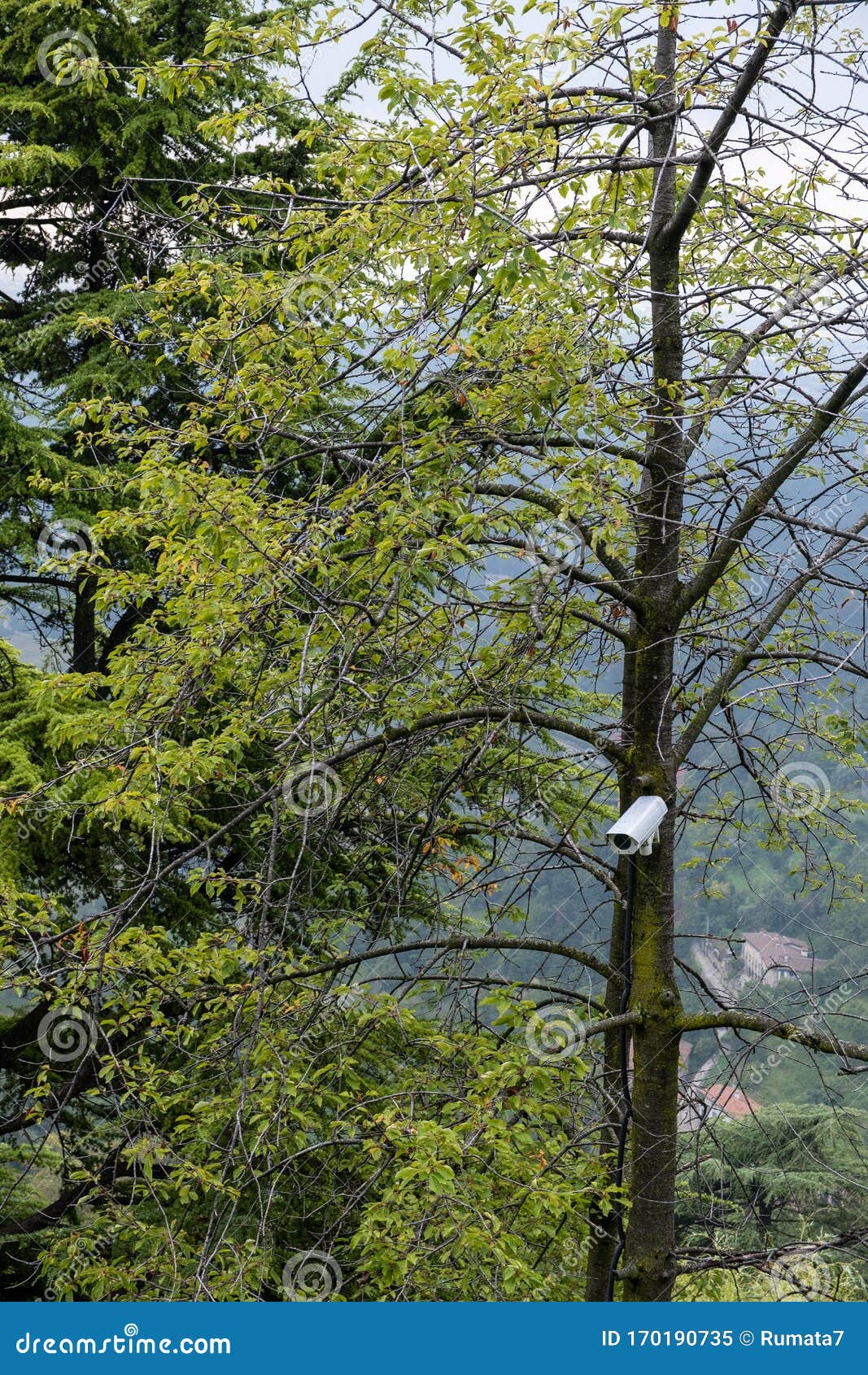 CCTV Security Camera Mounted on a Tree at Park Stock Image - Image of ...