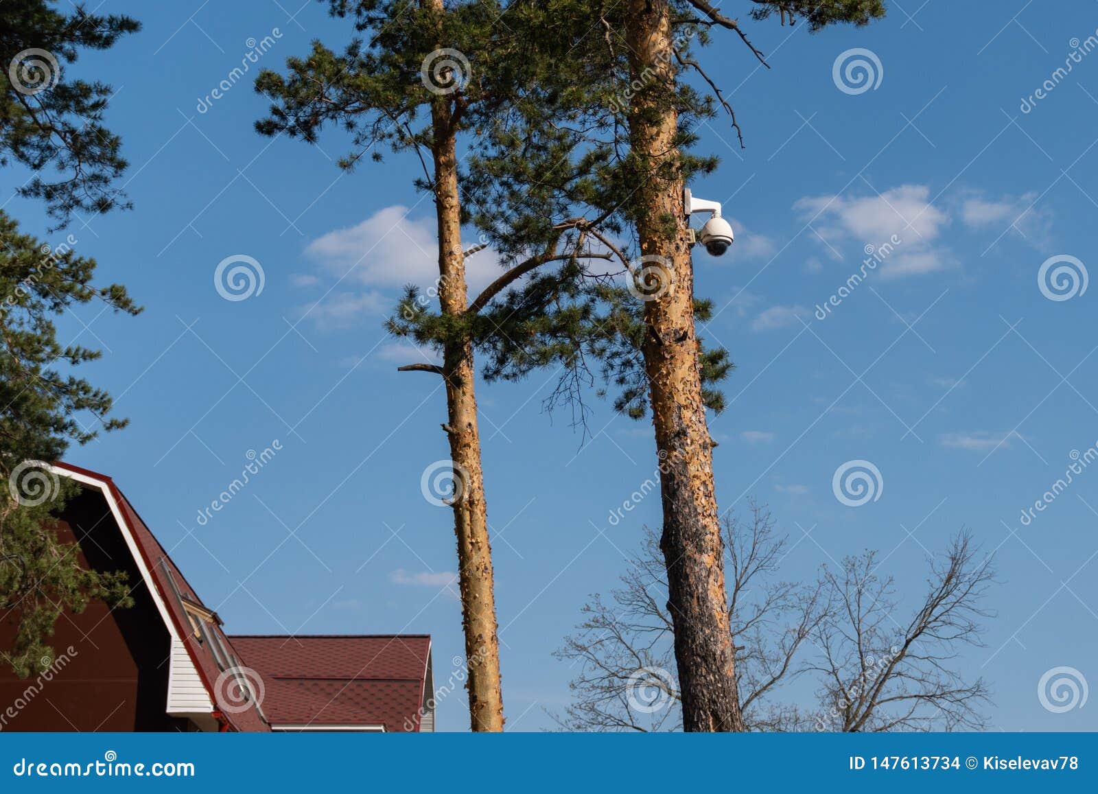 CCTV Security Camera is Mounted on a Tree Trunk in the Forest. Concept ...