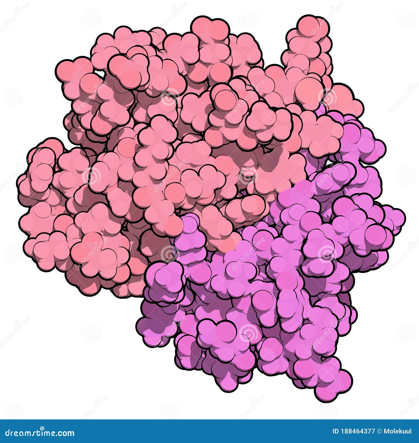 T Cell Activation Diagram, T Lymphpcytes, Helper T-cell And Cytotoxic T ...