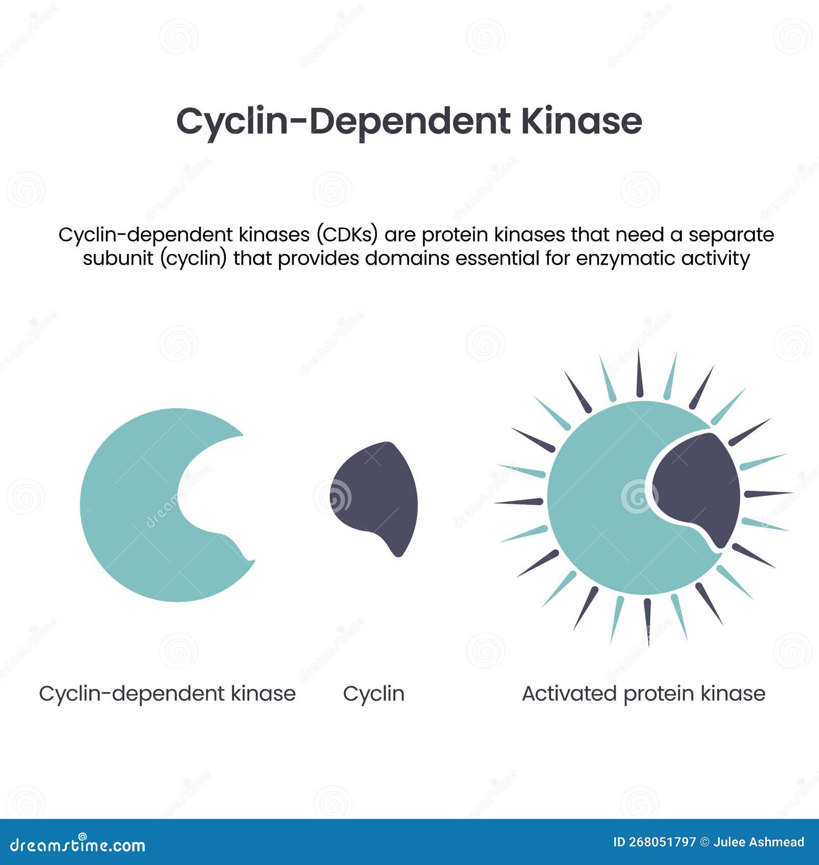Cyclin Dependent Kinases Scientific Vector Illustration Infographic ...
