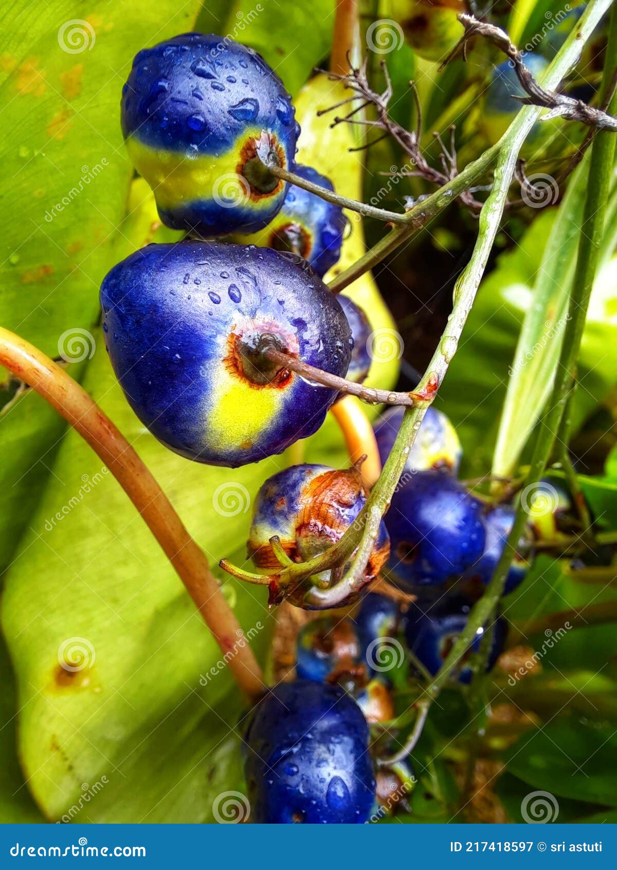 Ce Fruit Bleu Pousse Dans Beaucoup De Jardins Image stock - Image du ...
