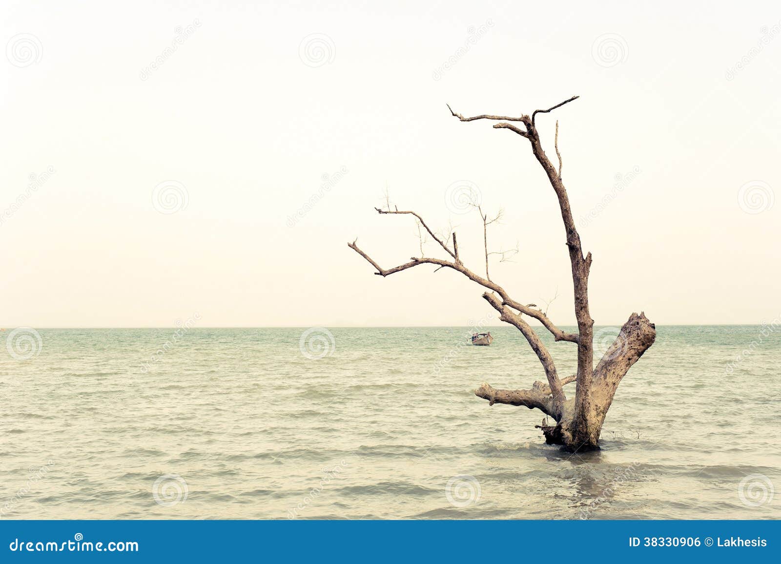 Ocean Landscape with Lonely Dead Tree Stock Photo - Image of beach ...