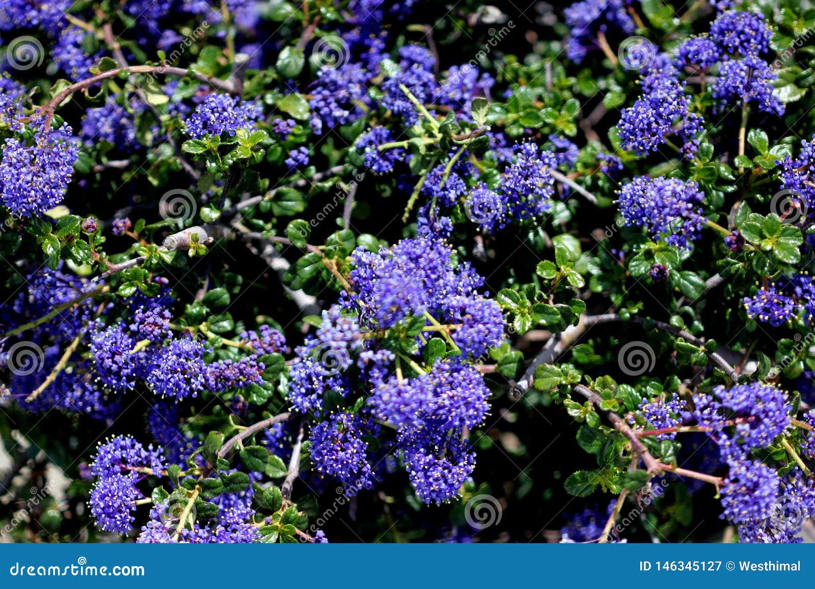 Ceanothus `Centennial`, Centennial Ceanothus Stock Image - Image of ...